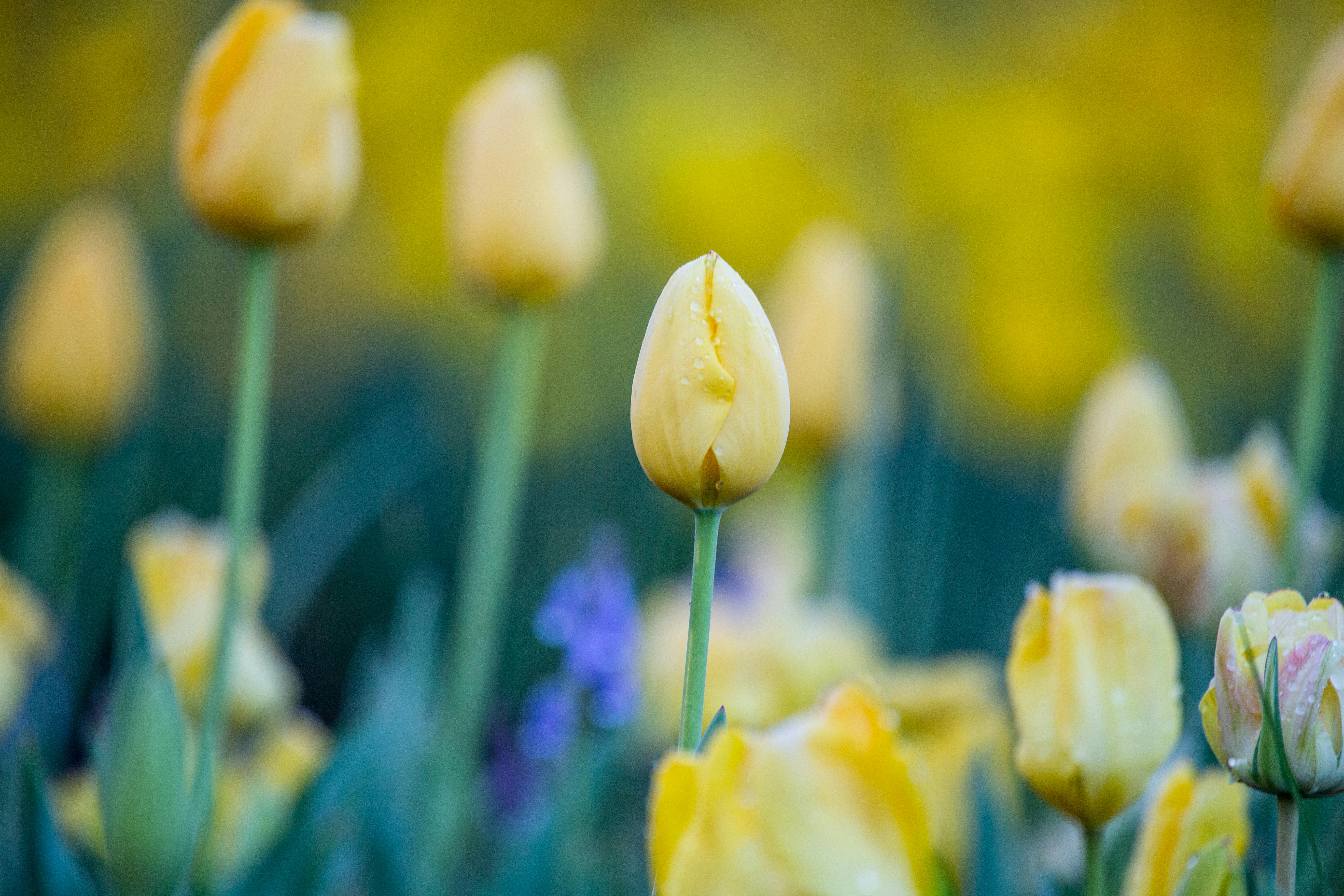 Yellow Posters Photos, Download The BEST Free Yellow Posters Stock ...