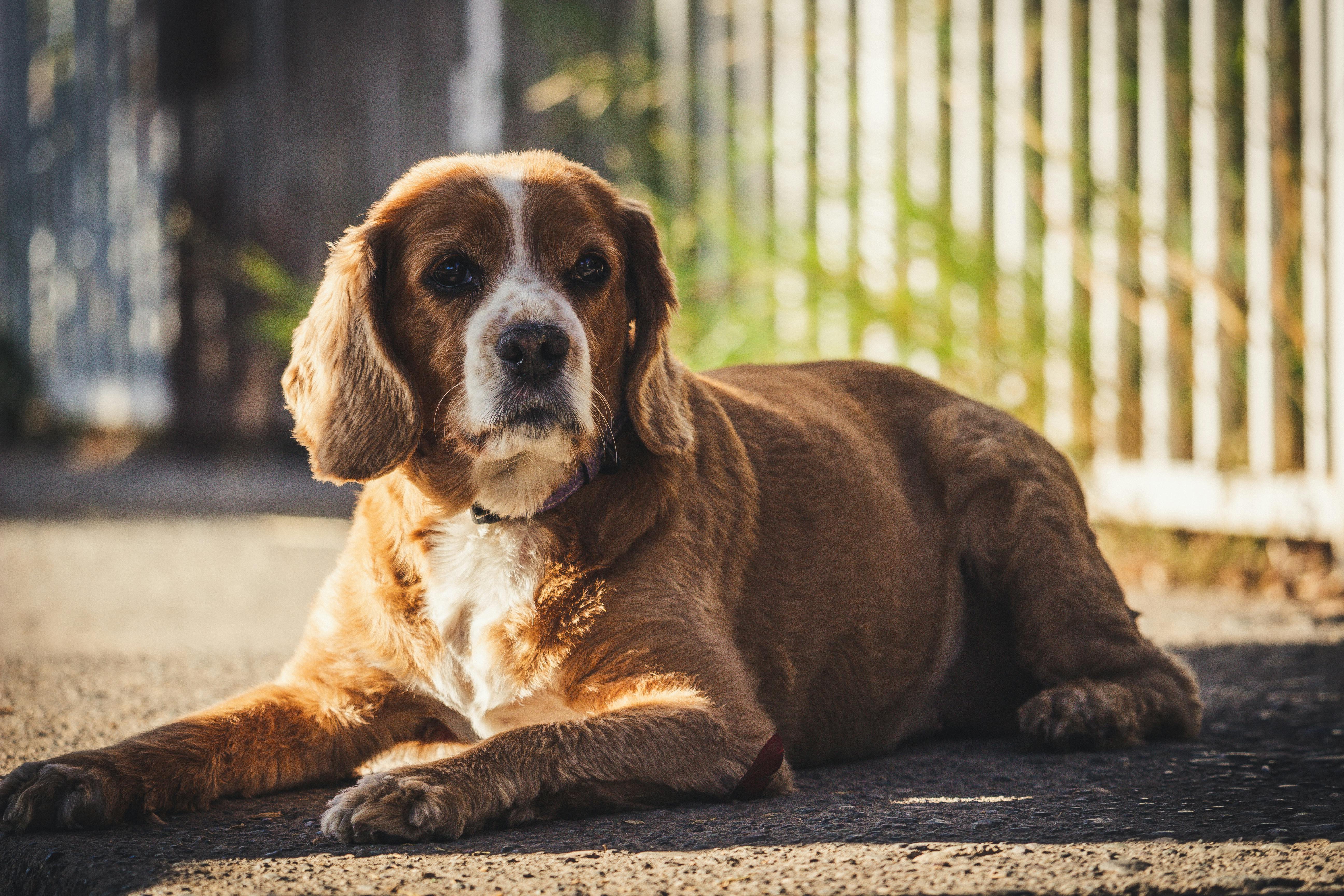 Dog Lying Down on Ground · Free Stock Photo
