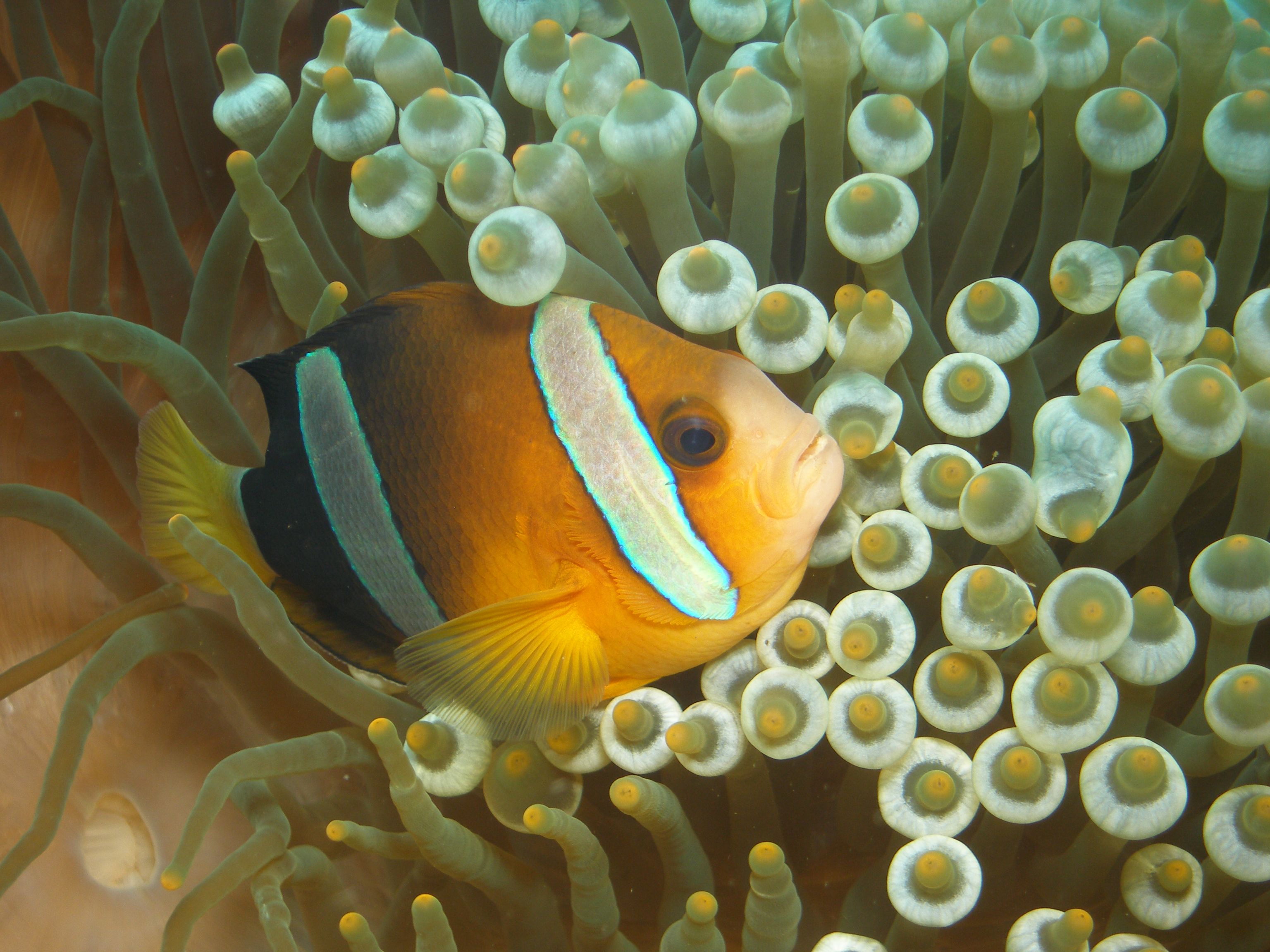 Protecting Oceans Photos Download The Best Free Protecting Oceans