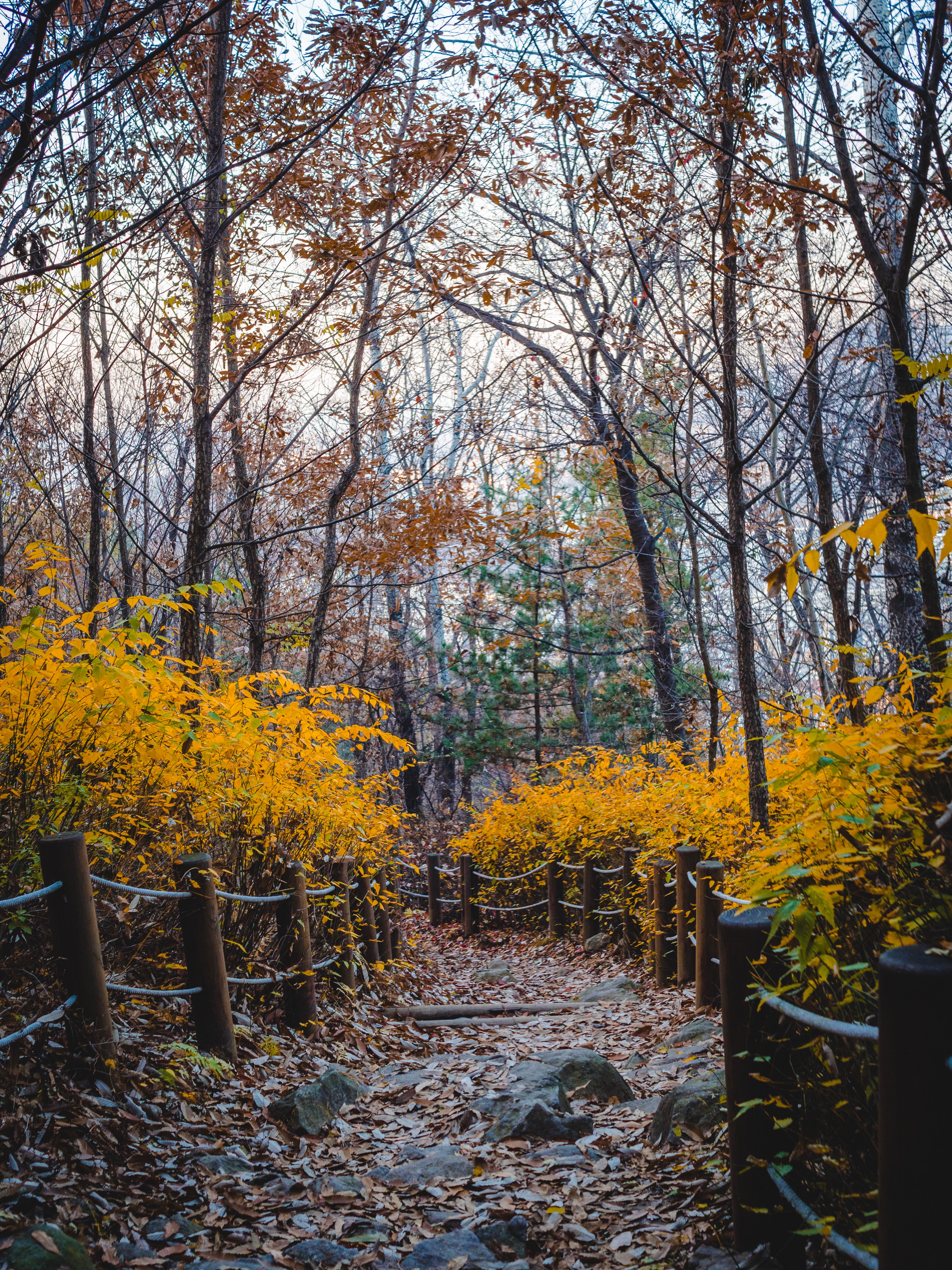 Yellow-leafed Trees · Free Stock Photo