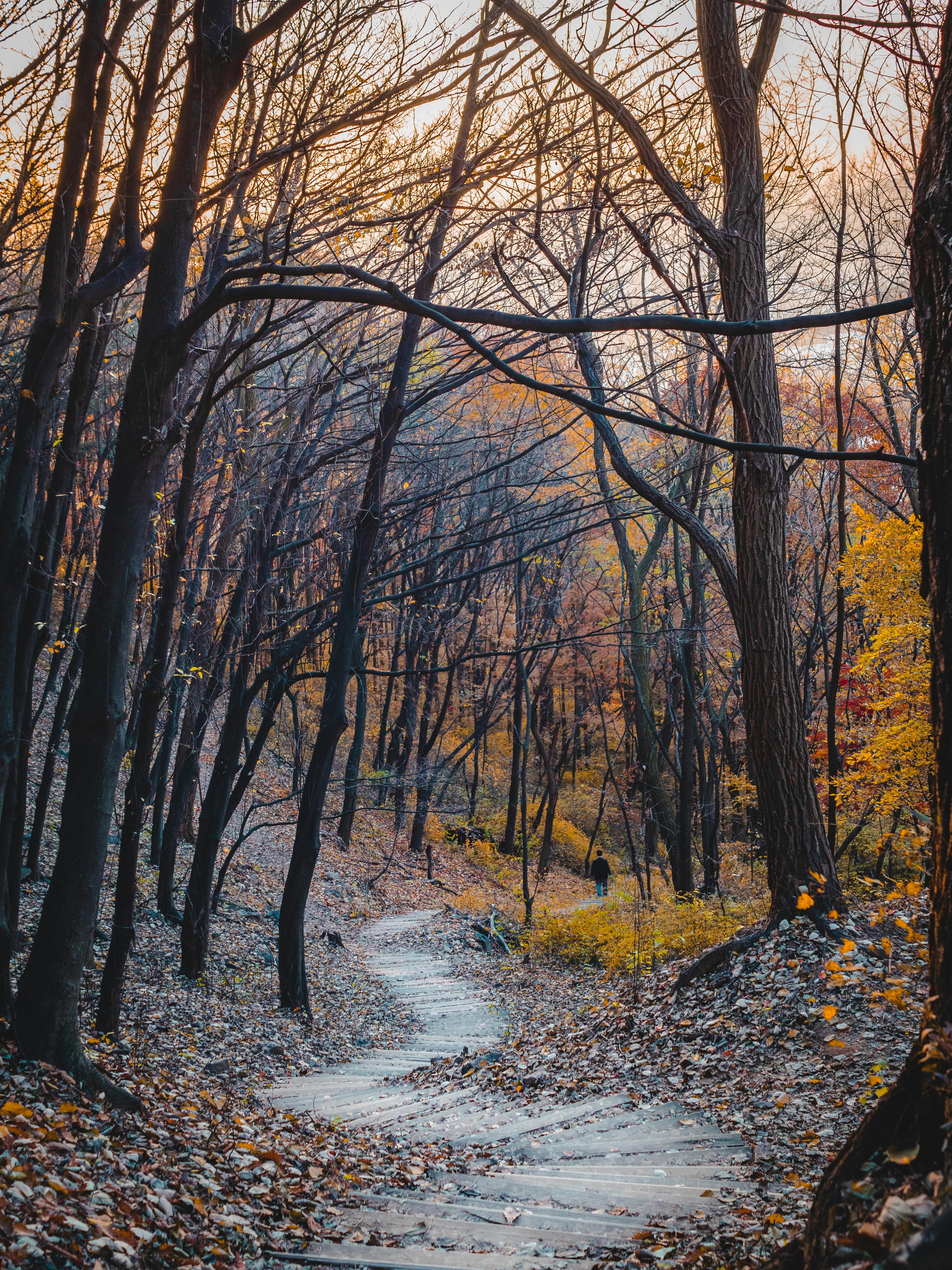 Pathway In Between Trees · Free Stock Photo