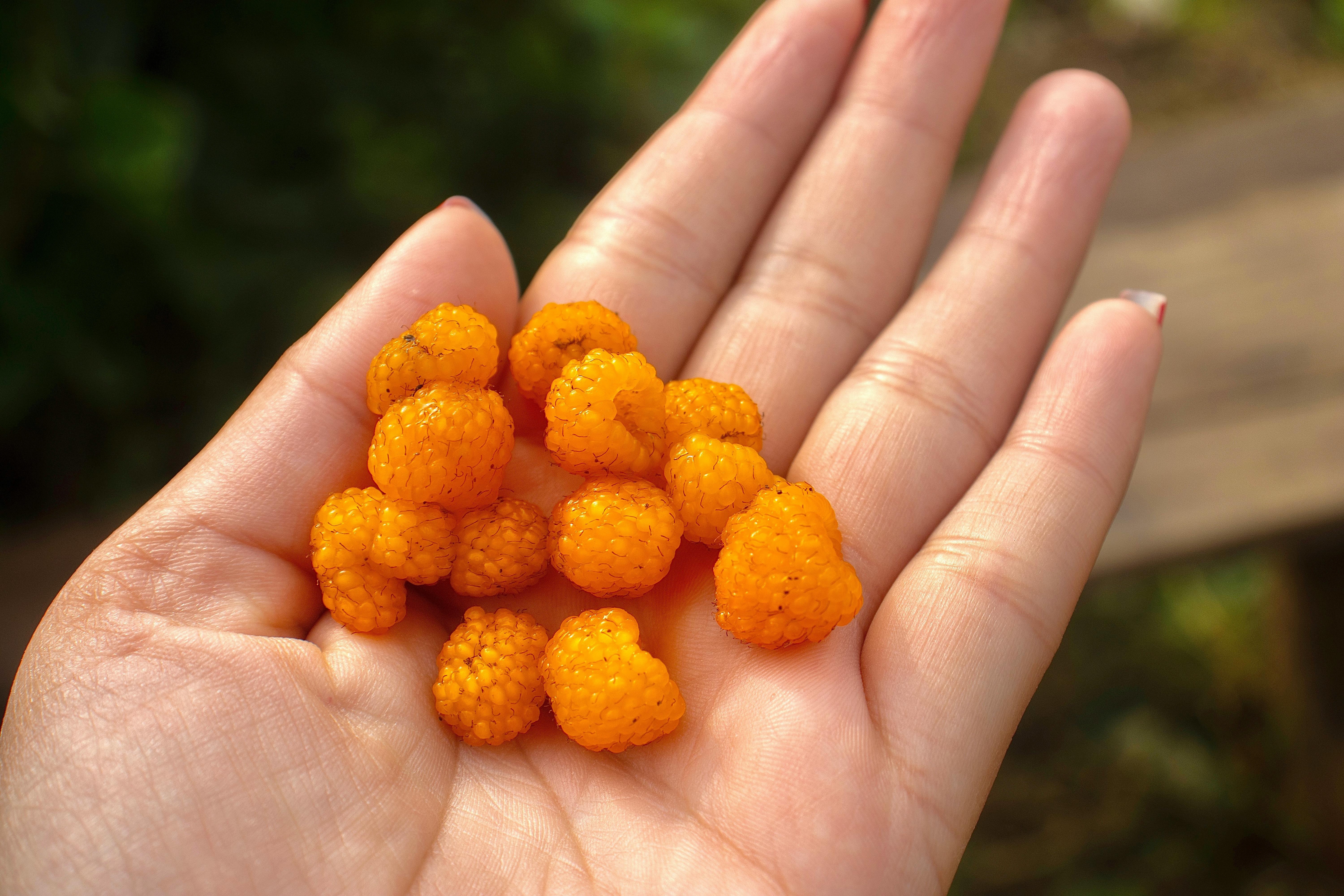 Yellow Raspberry Dreams Photos, Download The BEST Free Yellow Raspberry ...
