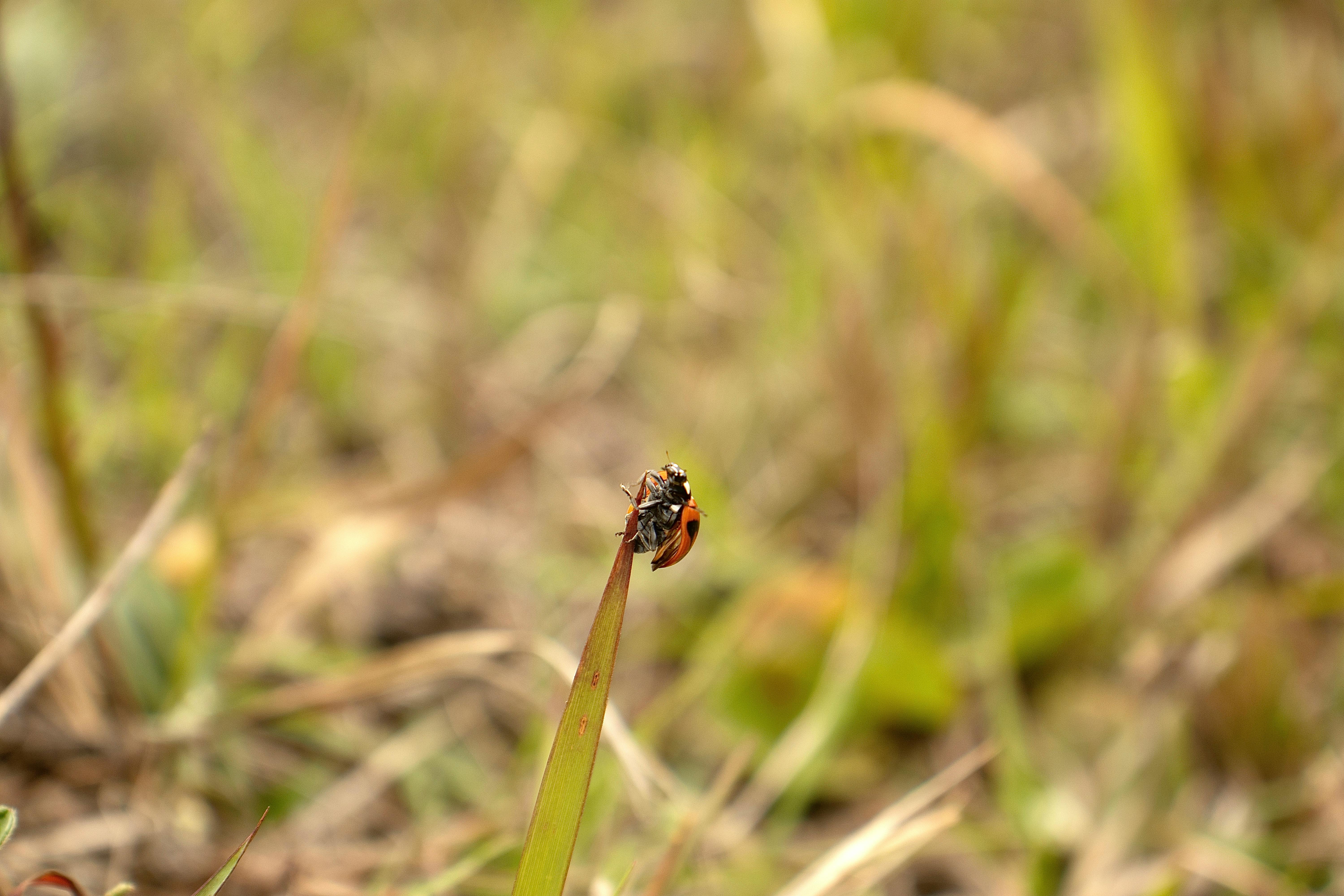 Insect Patterns Photography Photos, Download The BEST Free Insect ...