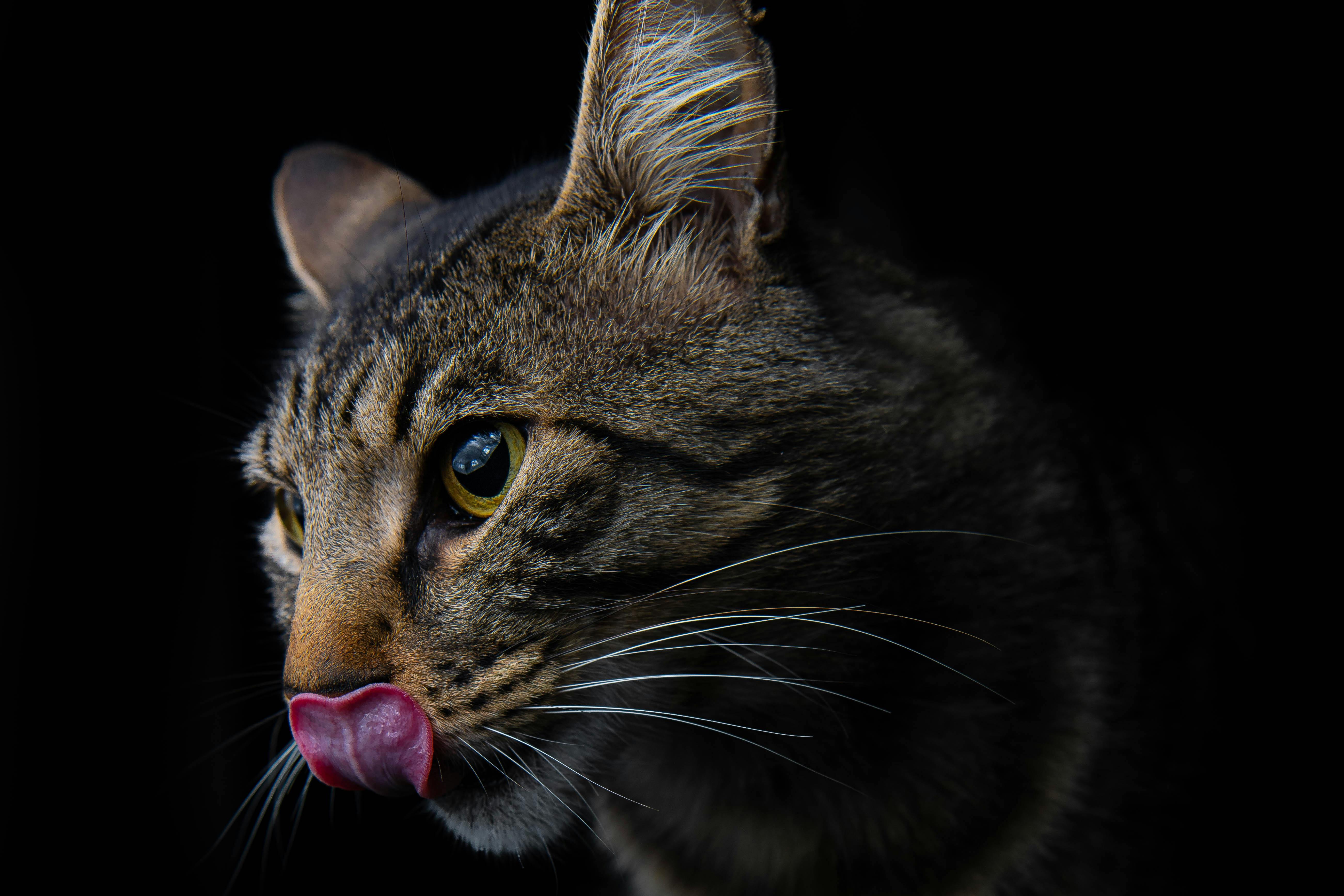 Photo of Three Kittens Hugging · Free Stock Photo
