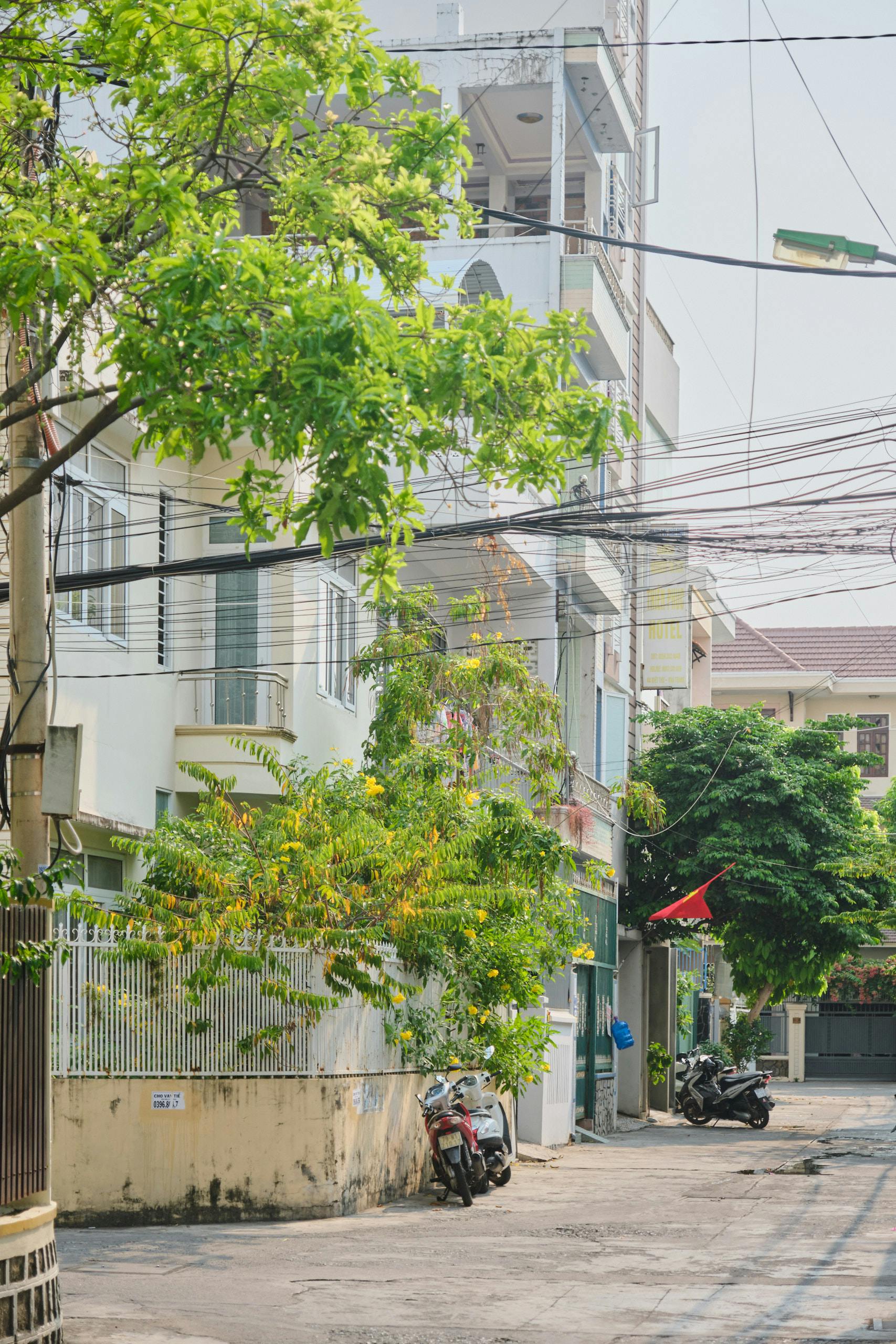 Large Trees Growing between a Street and a Sidewalk in City · Free ...