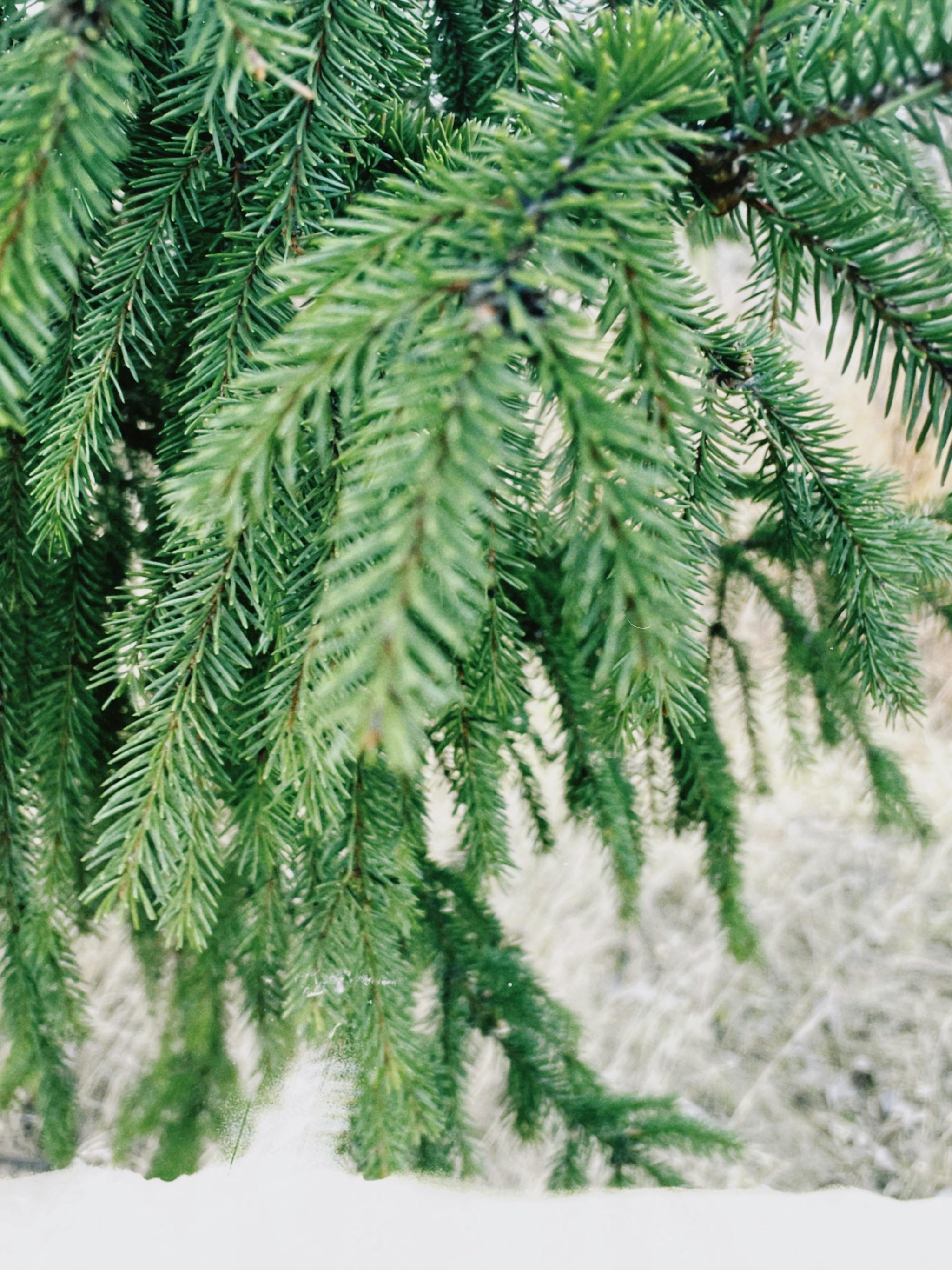 Green Leaves of Evergreen Tree · Free Stock Photo