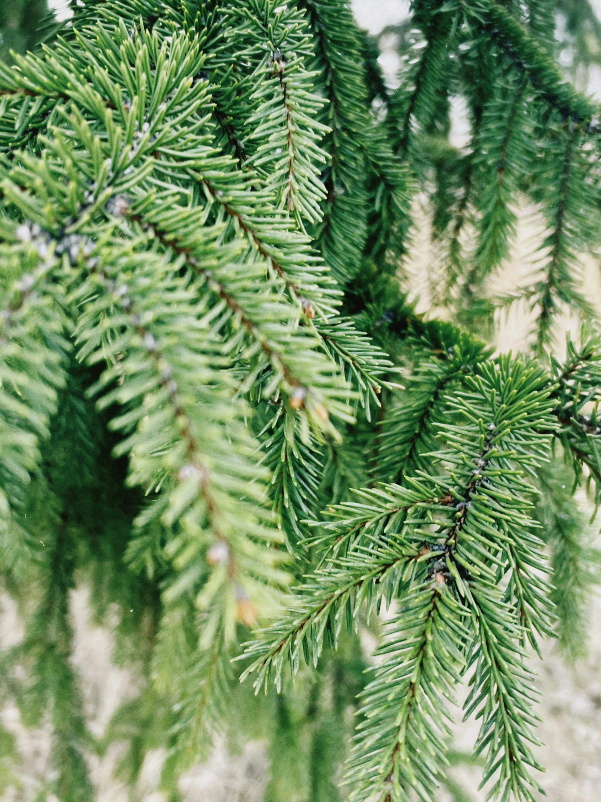 Close-up of Conifer Branches · Free Stock Photo