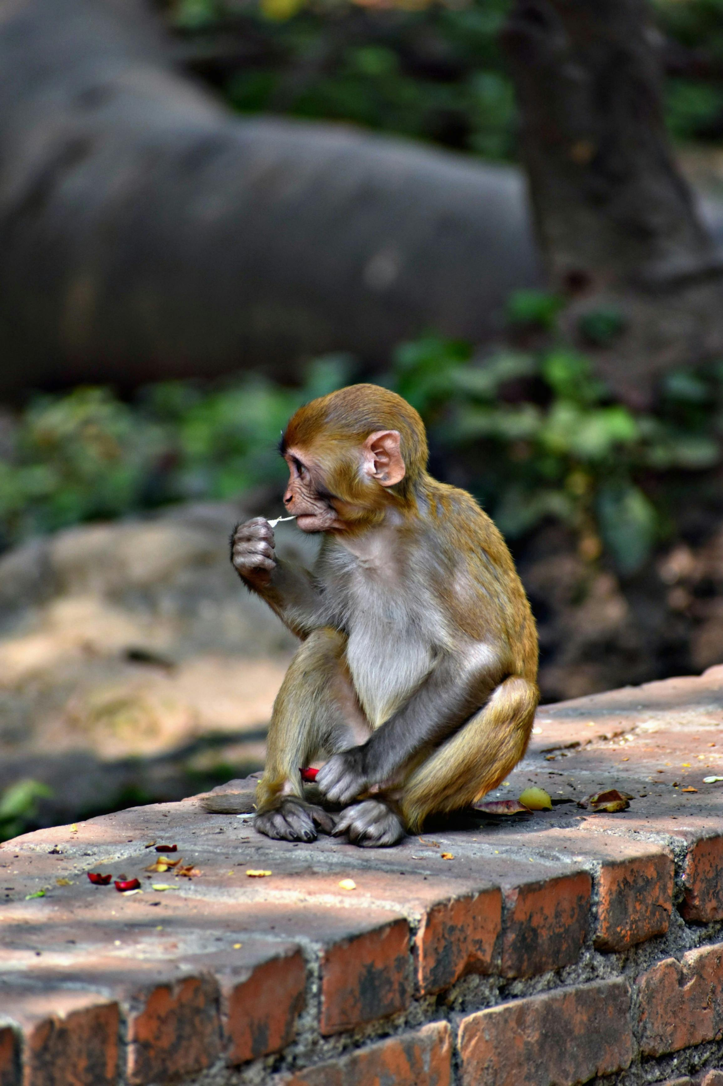 Monkey Digestive System Photos, Download The BEST Free Monkey Digestive ...