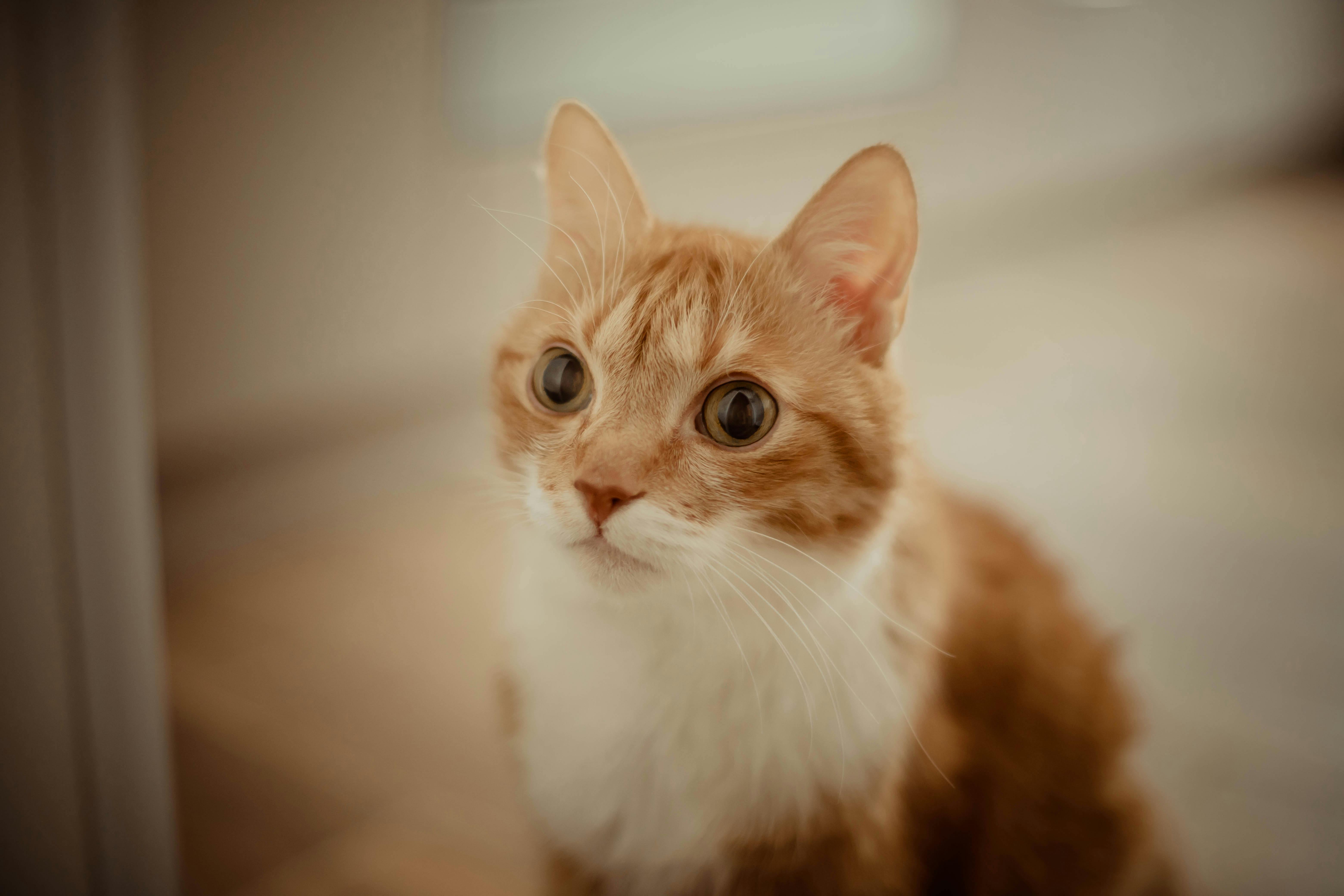 Cat behind Fence · Free Stock Photo