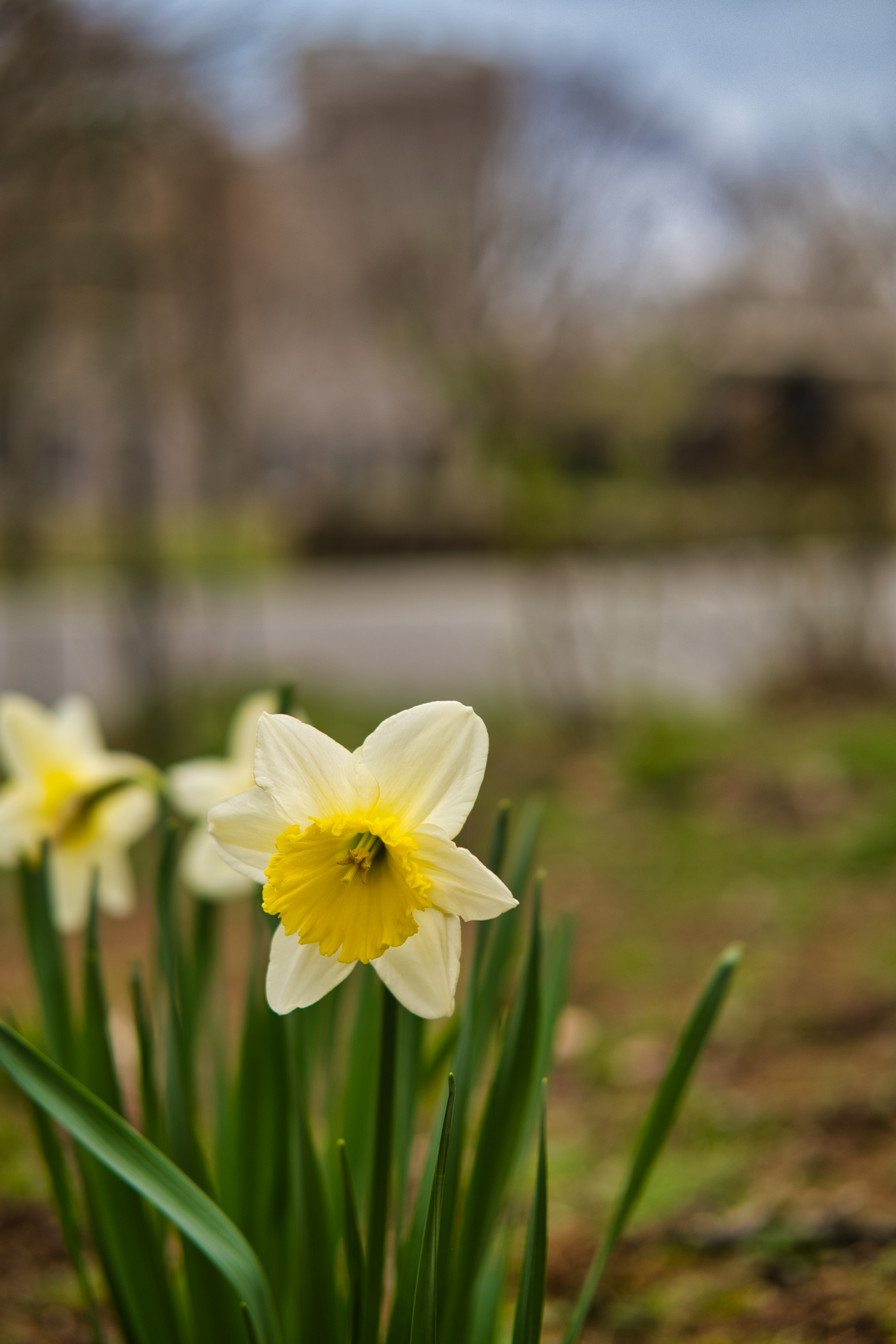 Close-up of Daffodils in a Park · Free Stock Photo
