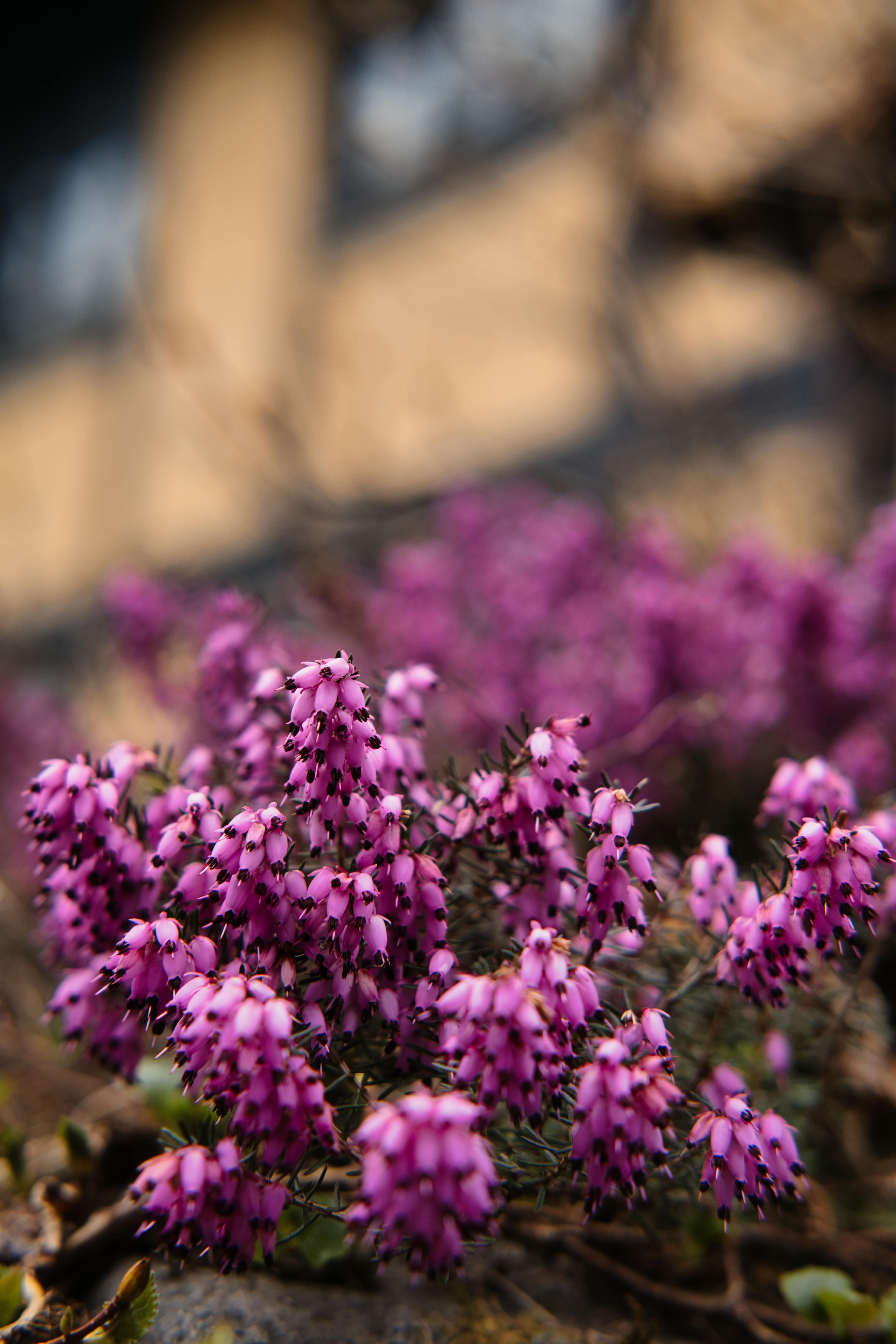 Alpine Heath Photos, Download The BEST Free Alpine Heath Stock Photos ...