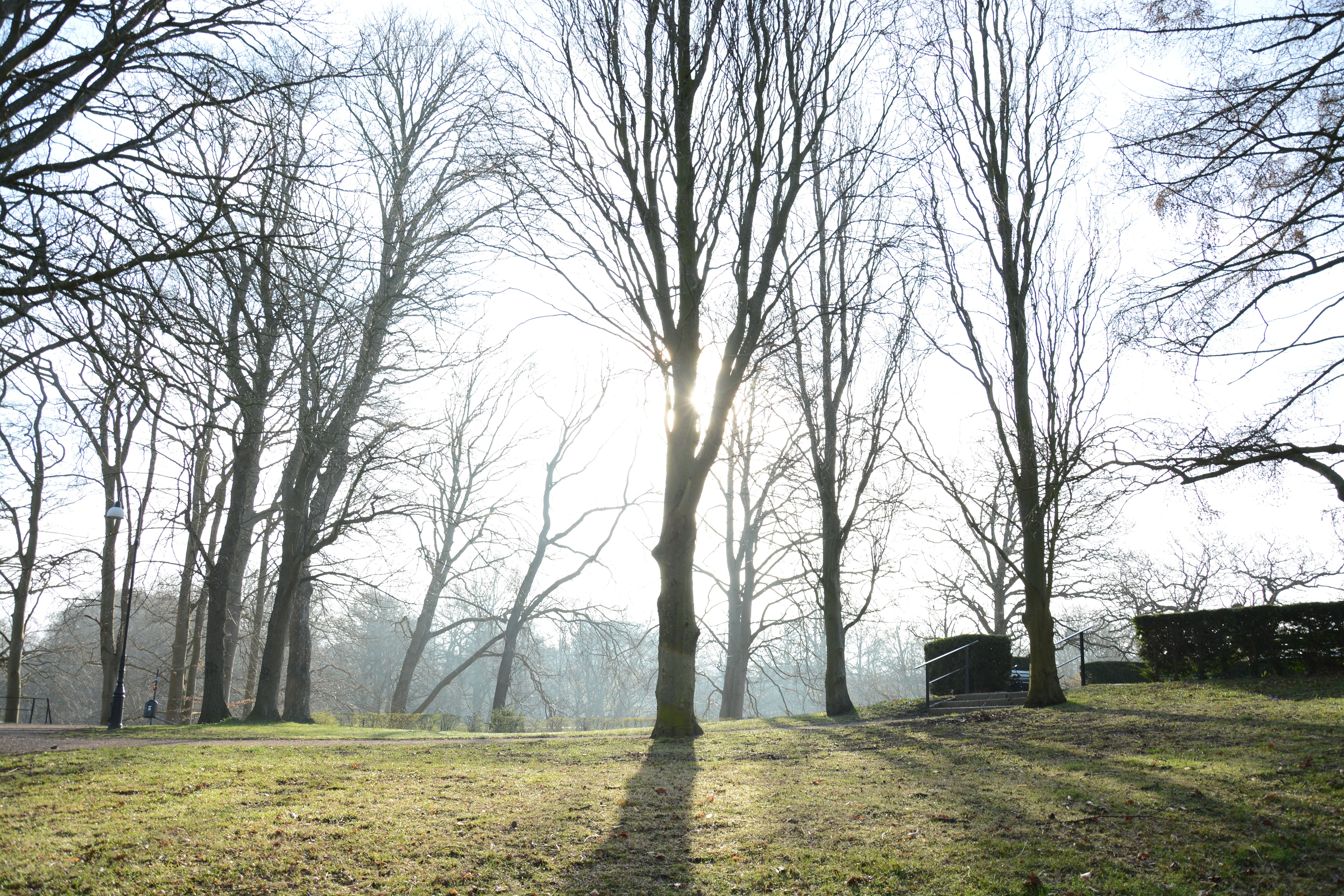 Sunlight over Trees in Park · Free Stock Photo