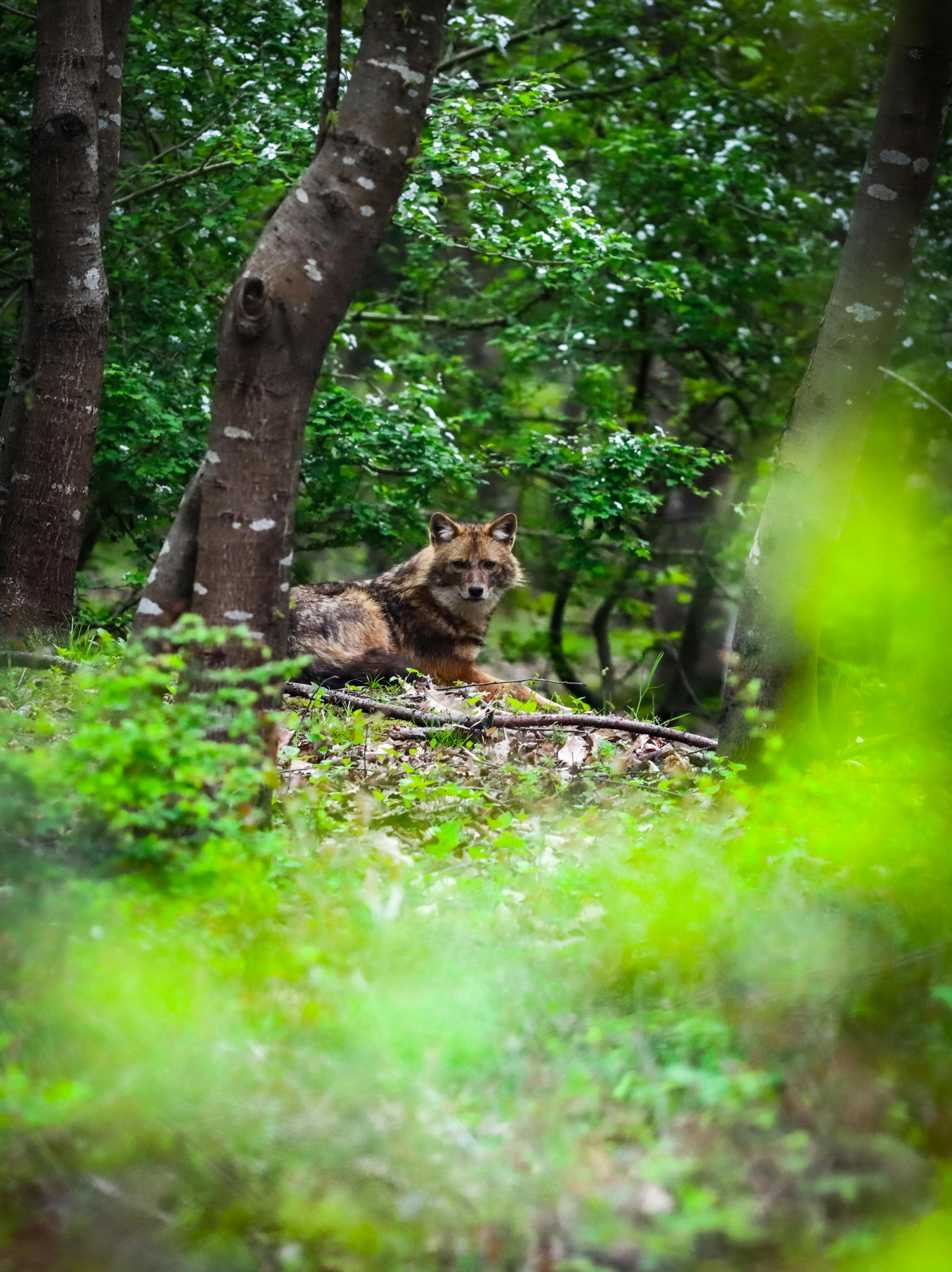 Wolf in Forest · Free Stock Photo