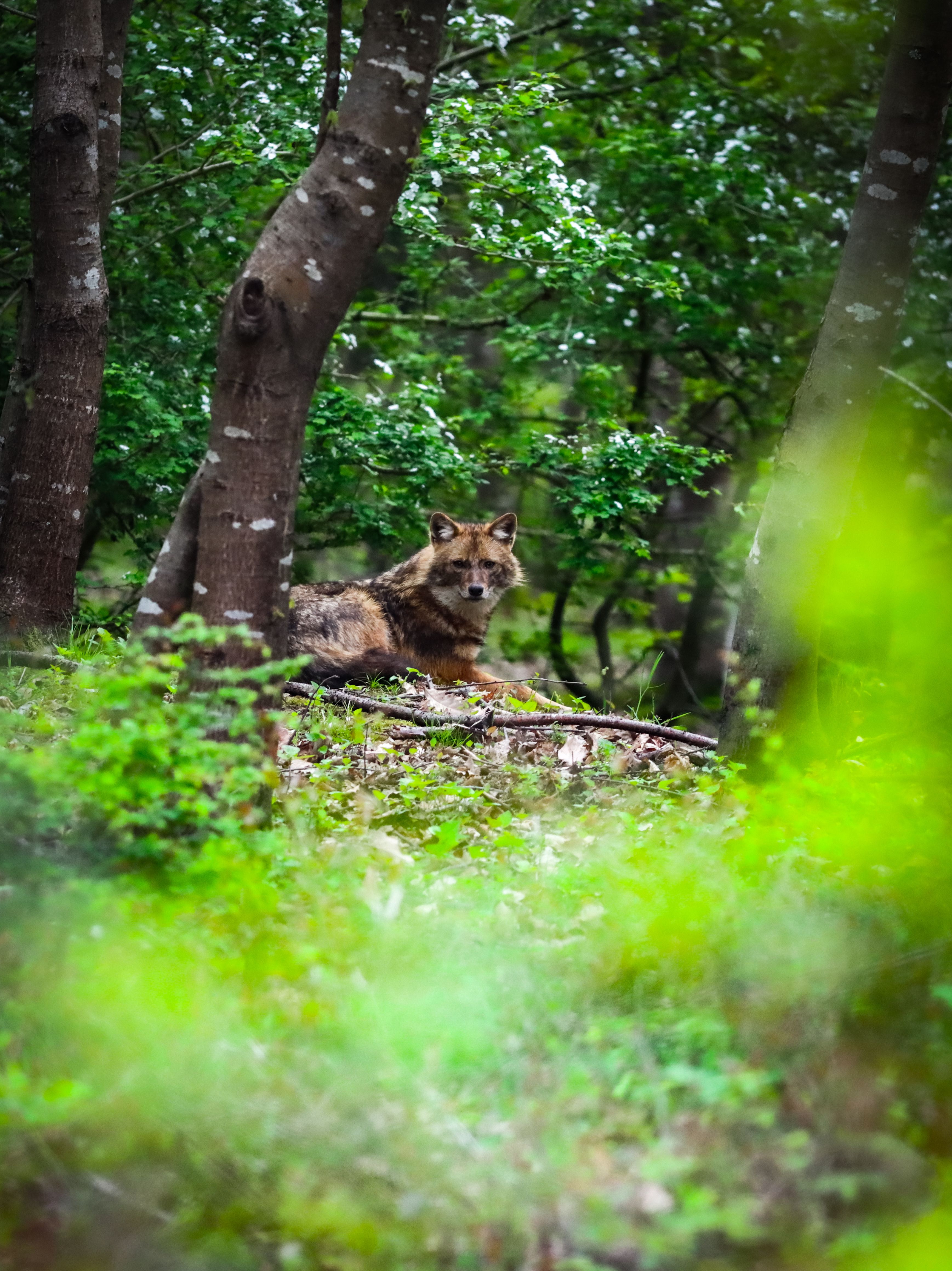 Wolf in Forest · Free Stock Photo