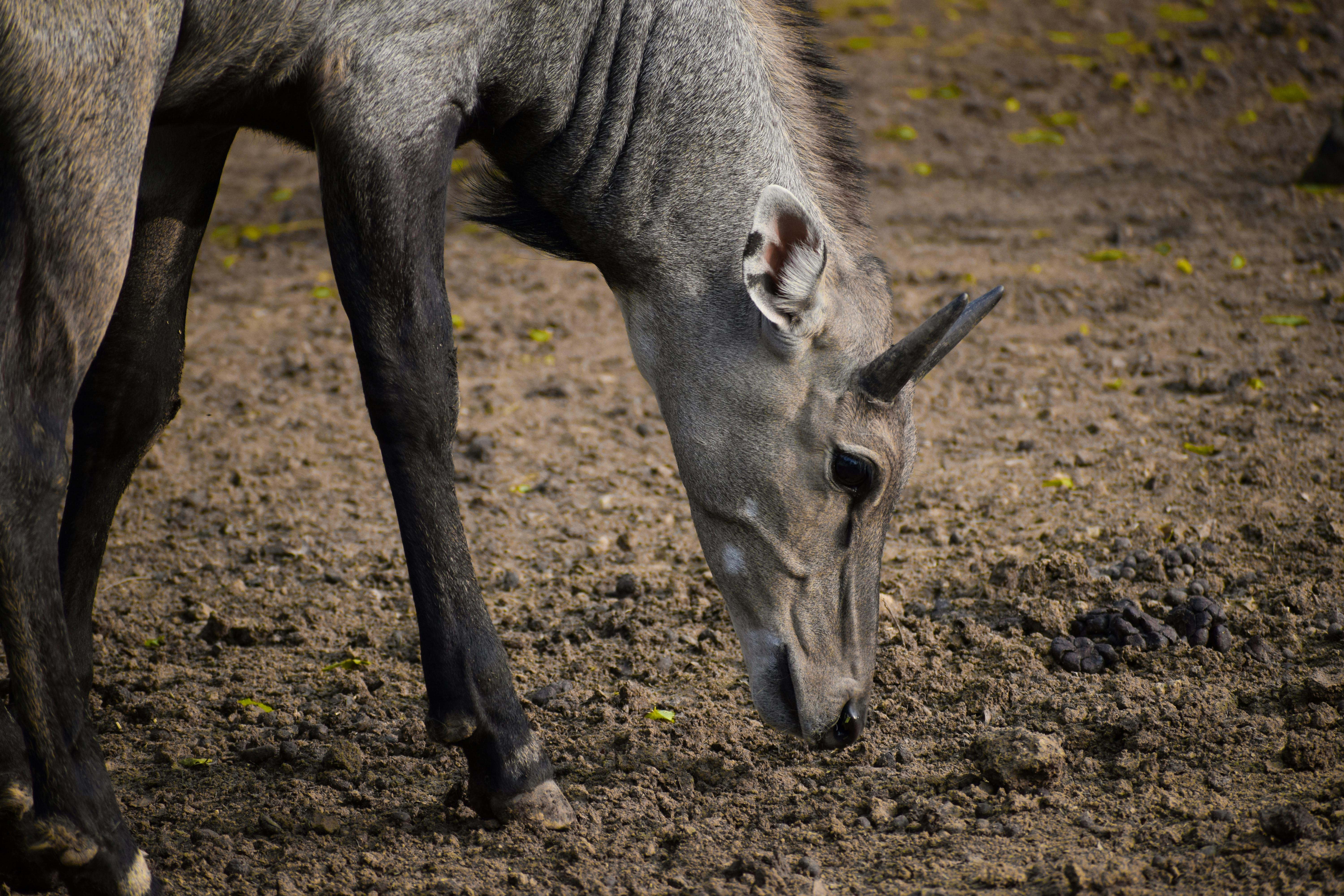 Mud Mesa Nosza Photos, Download The BEST Free Mud Mesa Nosza Stock ...