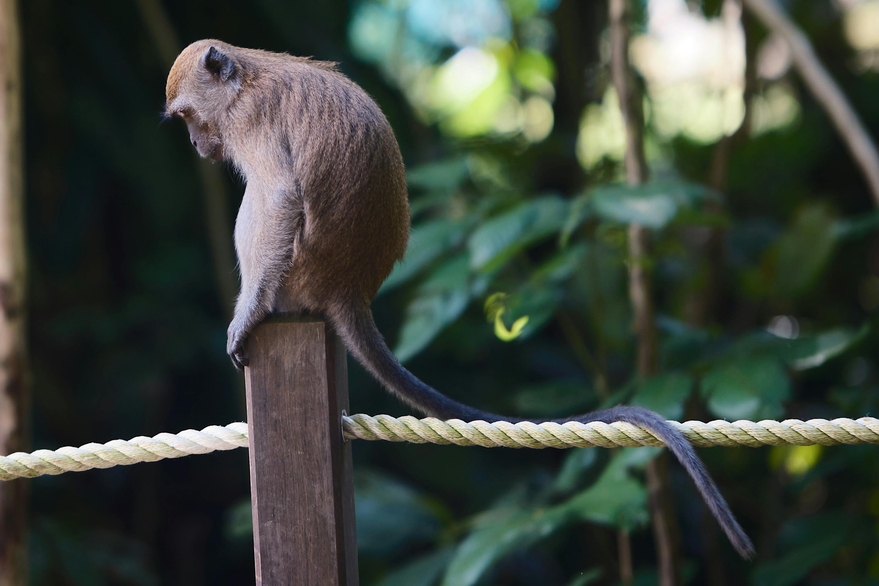 Monkey Digestive System Photos, Download The BEST Free Monkey Digestive ...