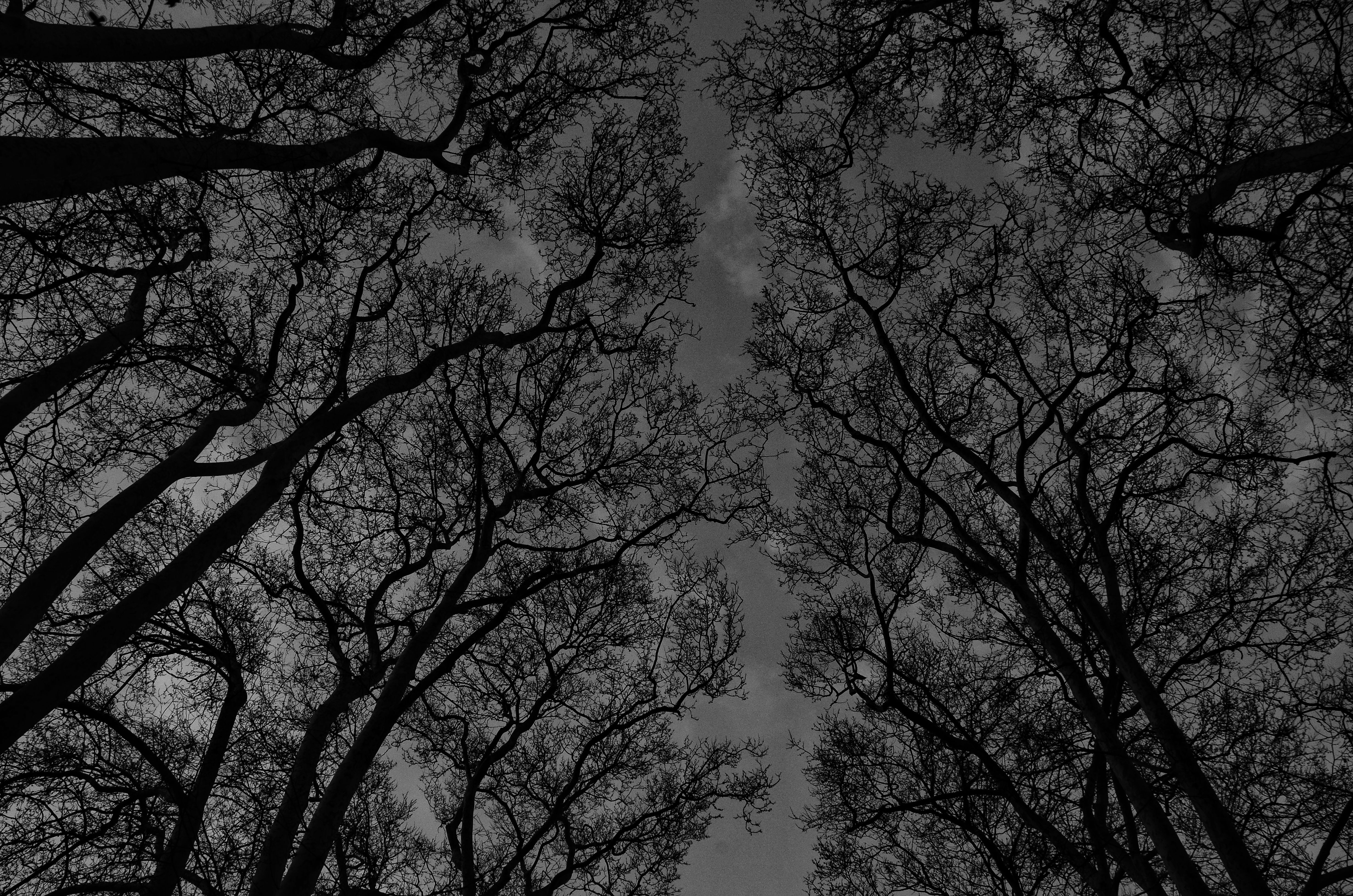 Trees in Black and White · Free Stock Photo