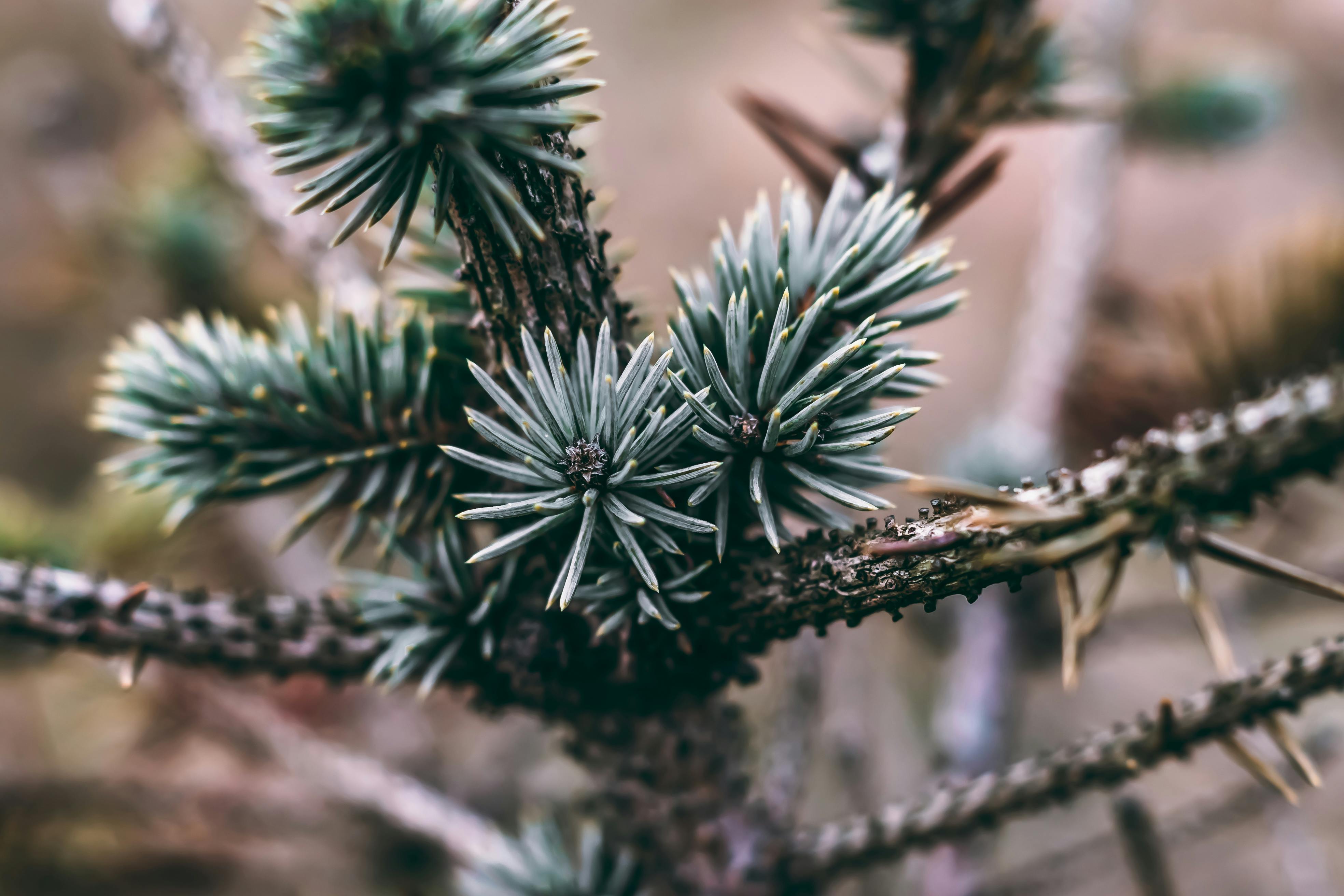 A close up of a pine tree with needles · Free Stock Photo