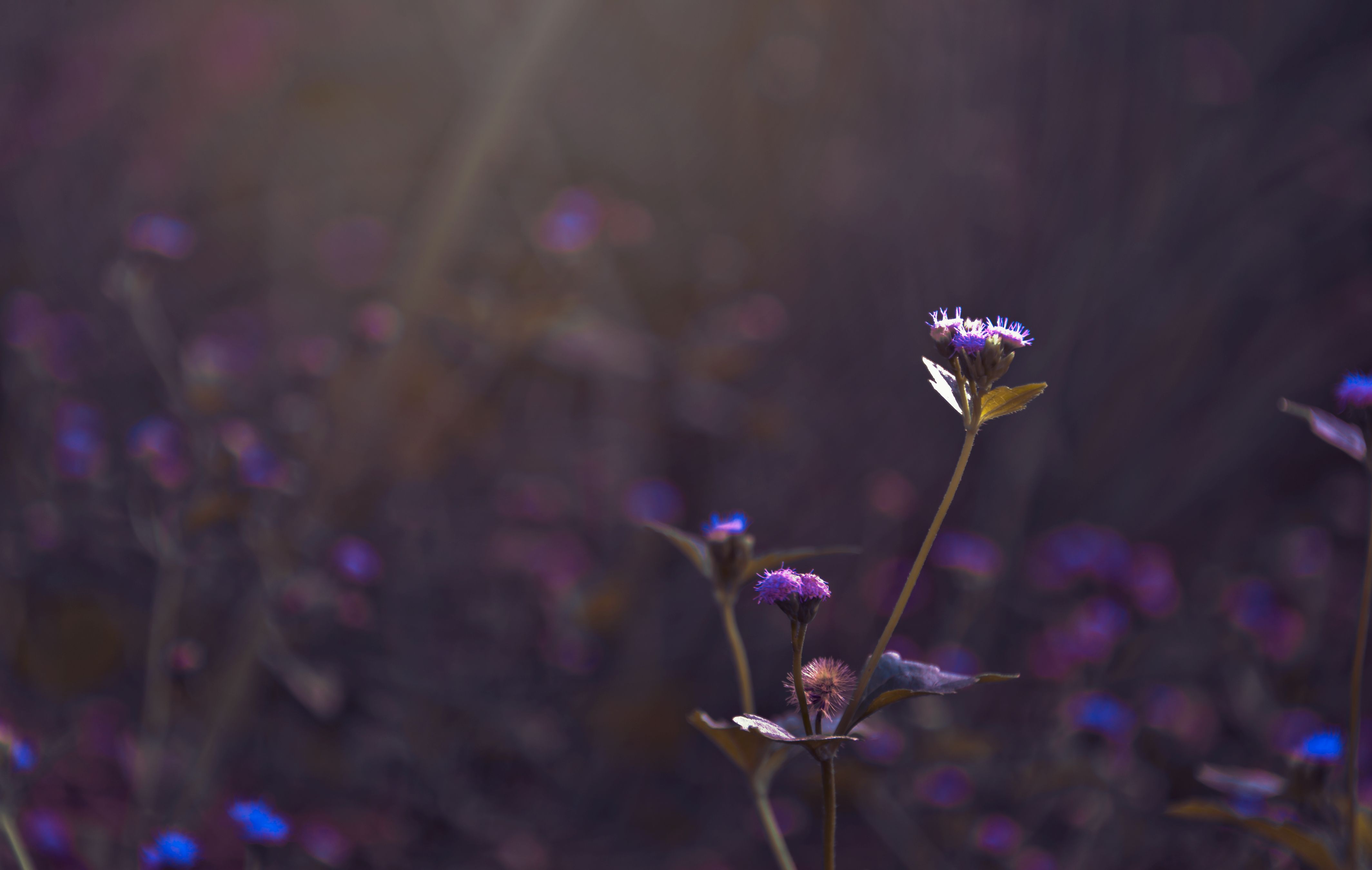 Purple Flower Buds Selective Focal Photo · Free Stock Photo