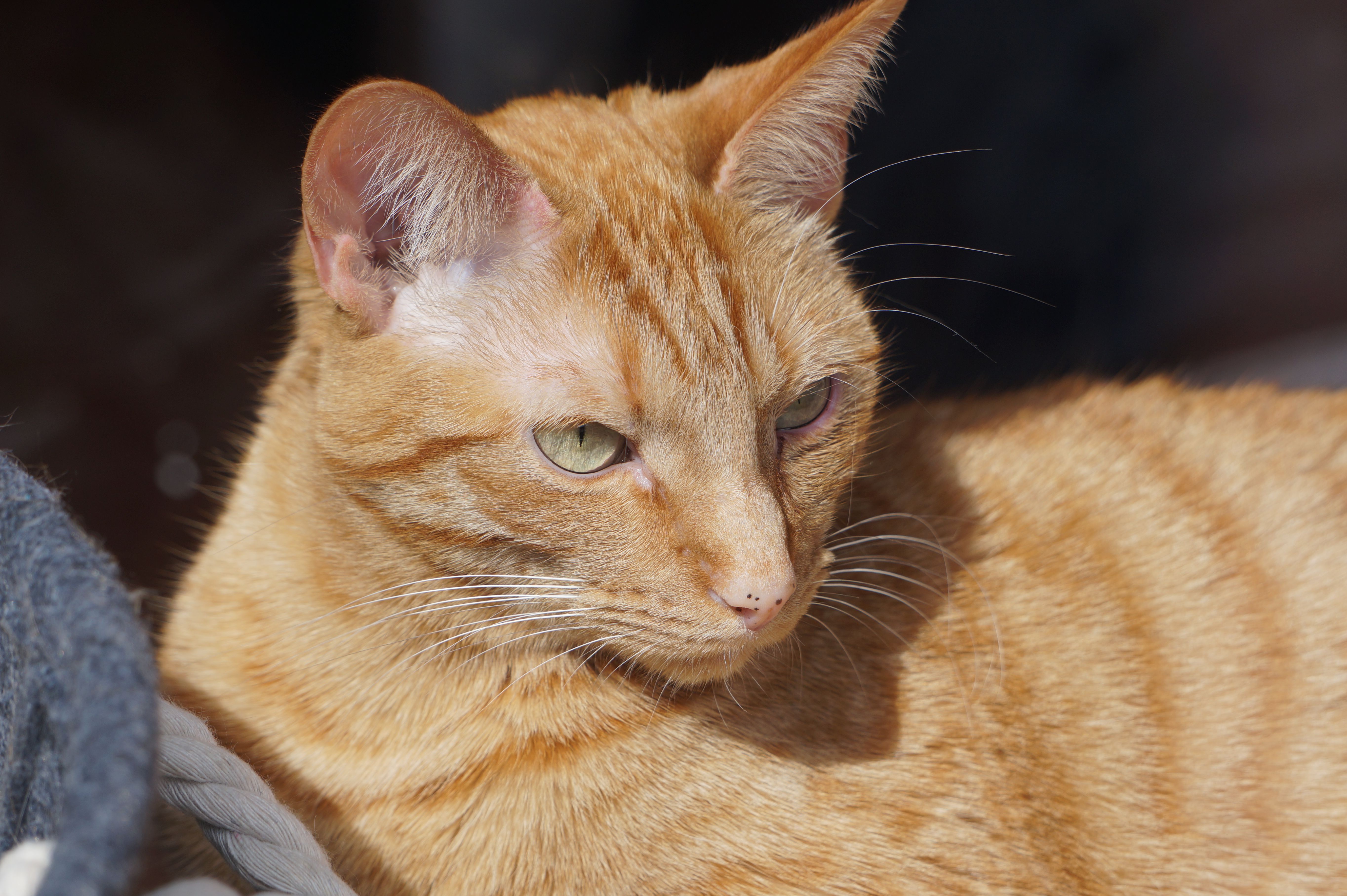 Eine rote Katze schaut zu · Free Stock Photo
