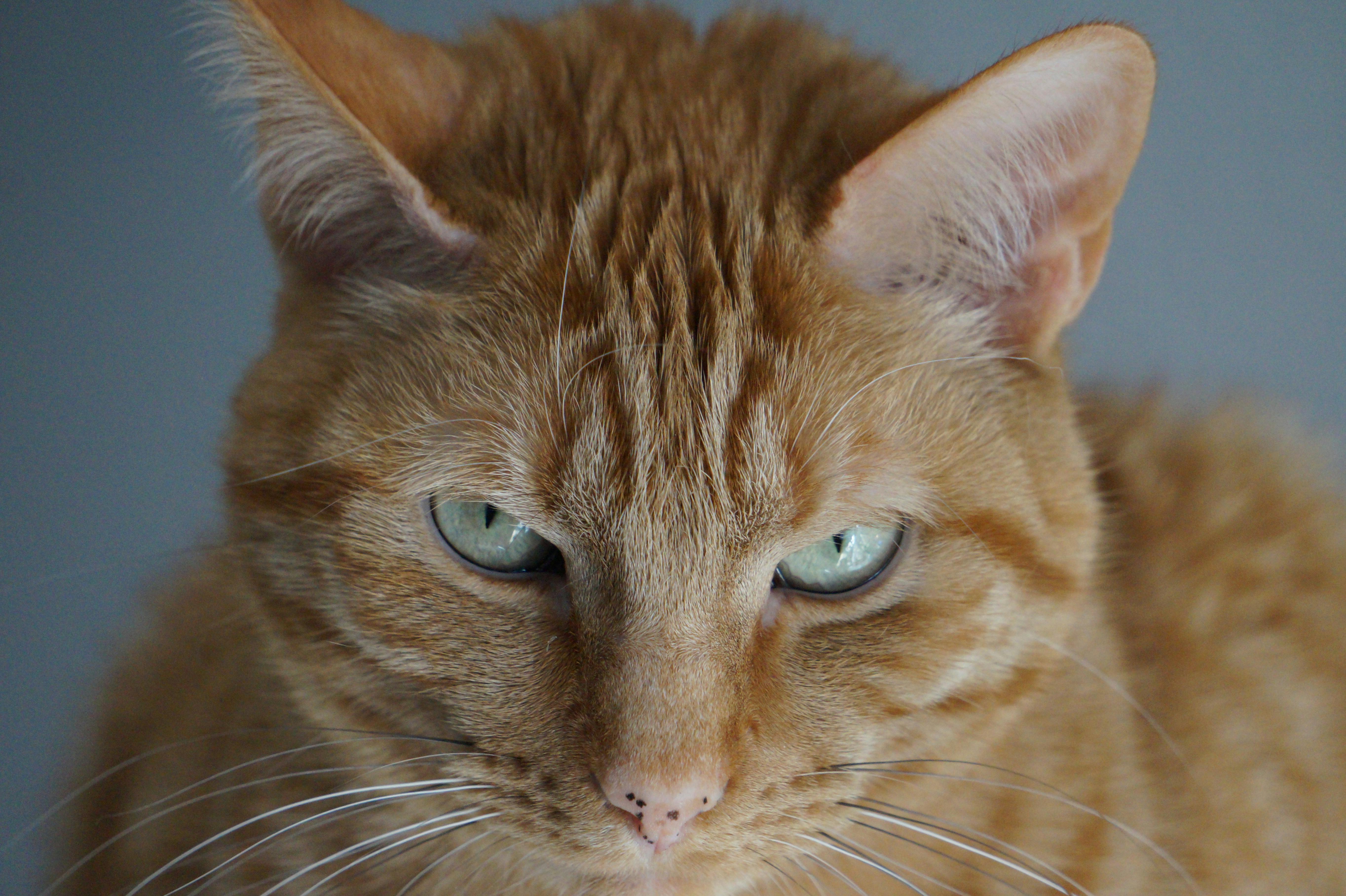 Picture With Out Background Photos, Download The BEST Free Picture With ...