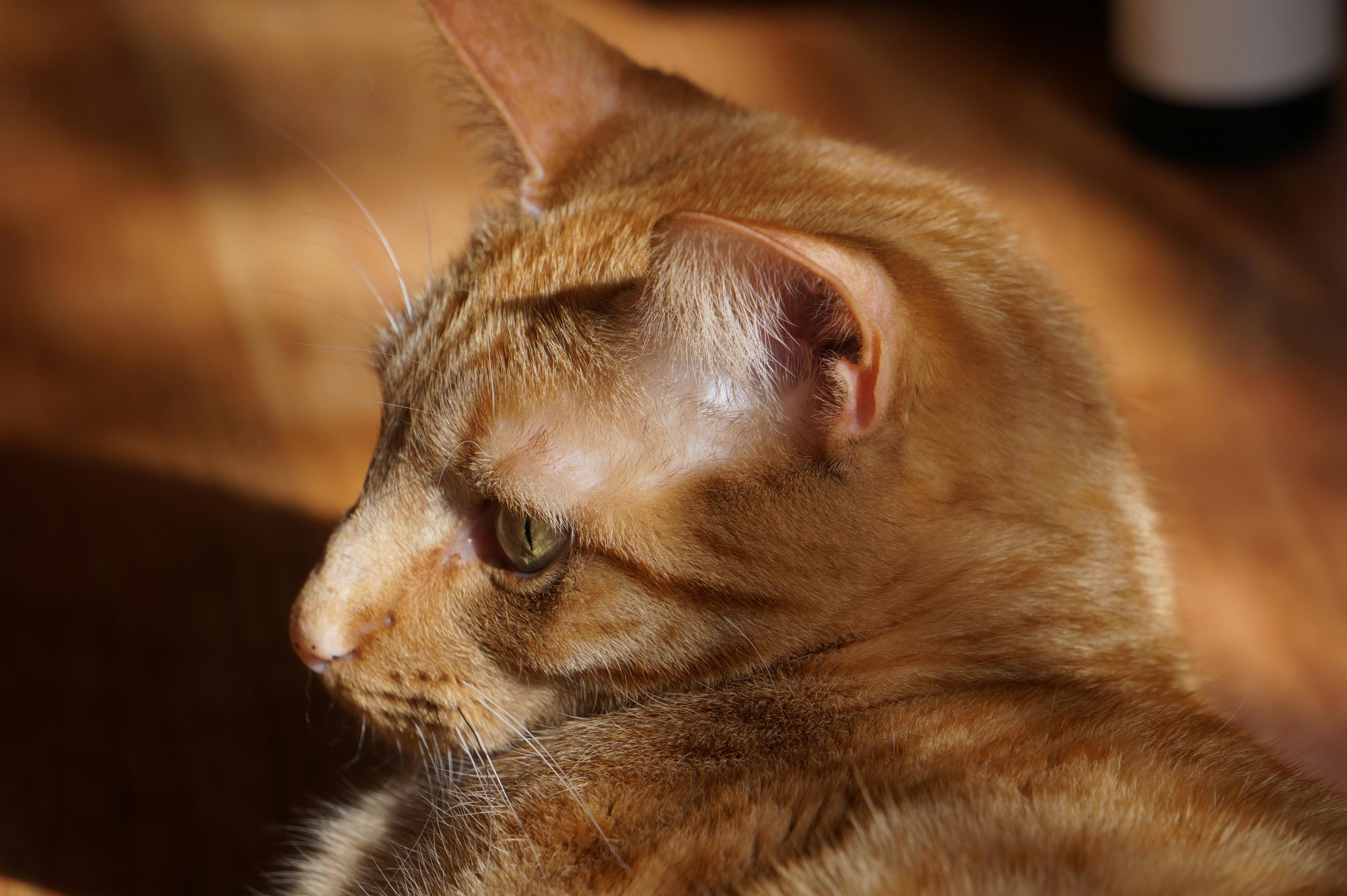 Die Schönheit der roten Katze · Free Stock Photo