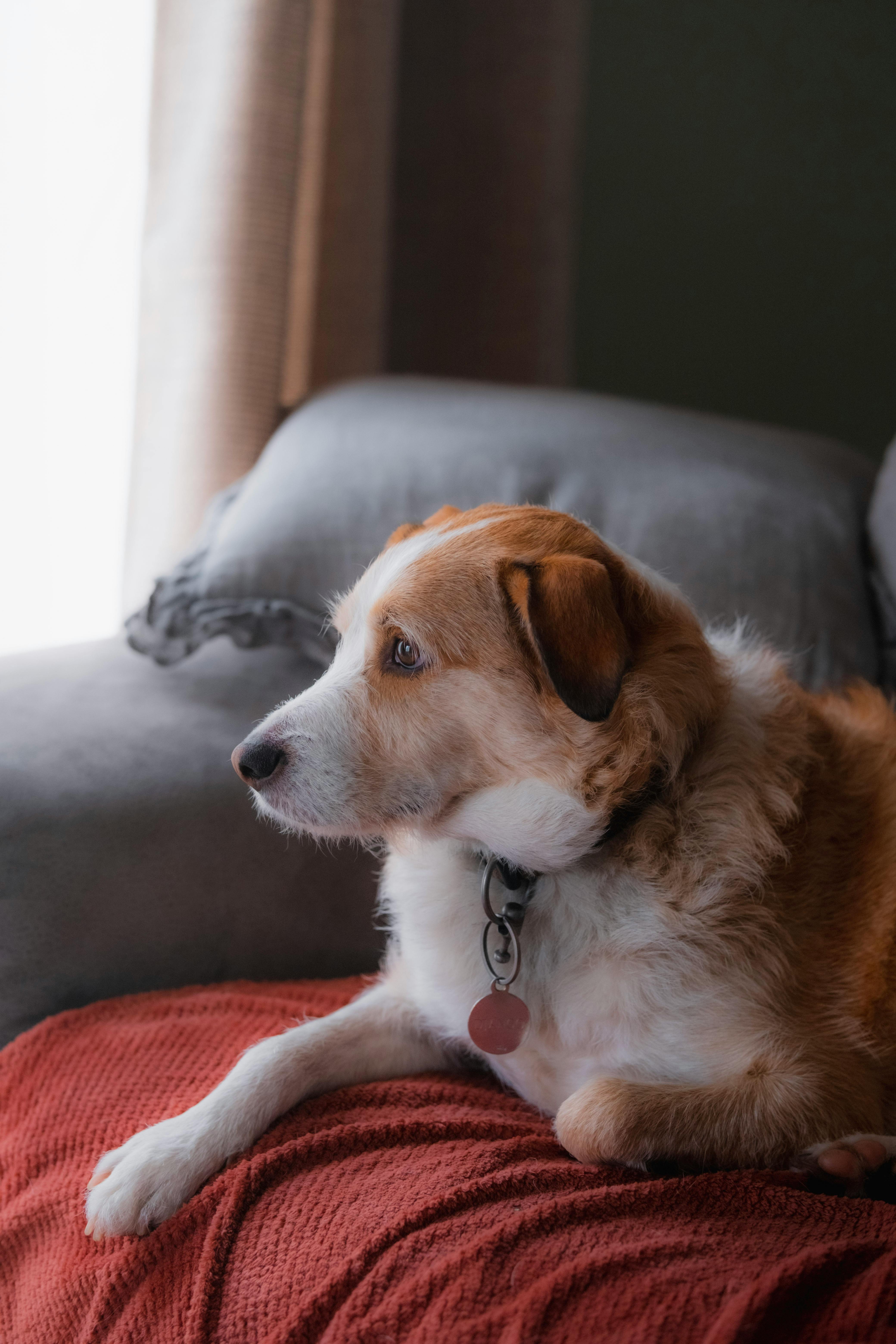 Portrait of Cute Dog on Sofa · Free Stock Photo