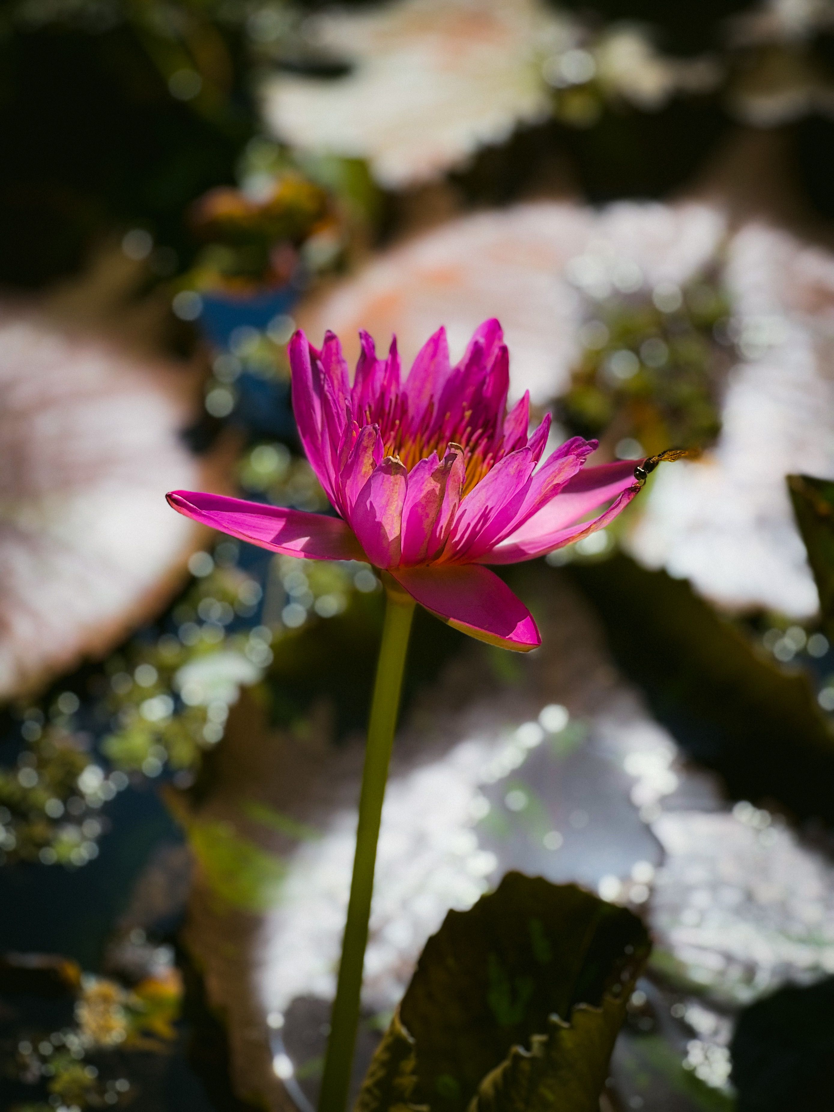 Close up of Lotus Flowers · Free Stock Photo