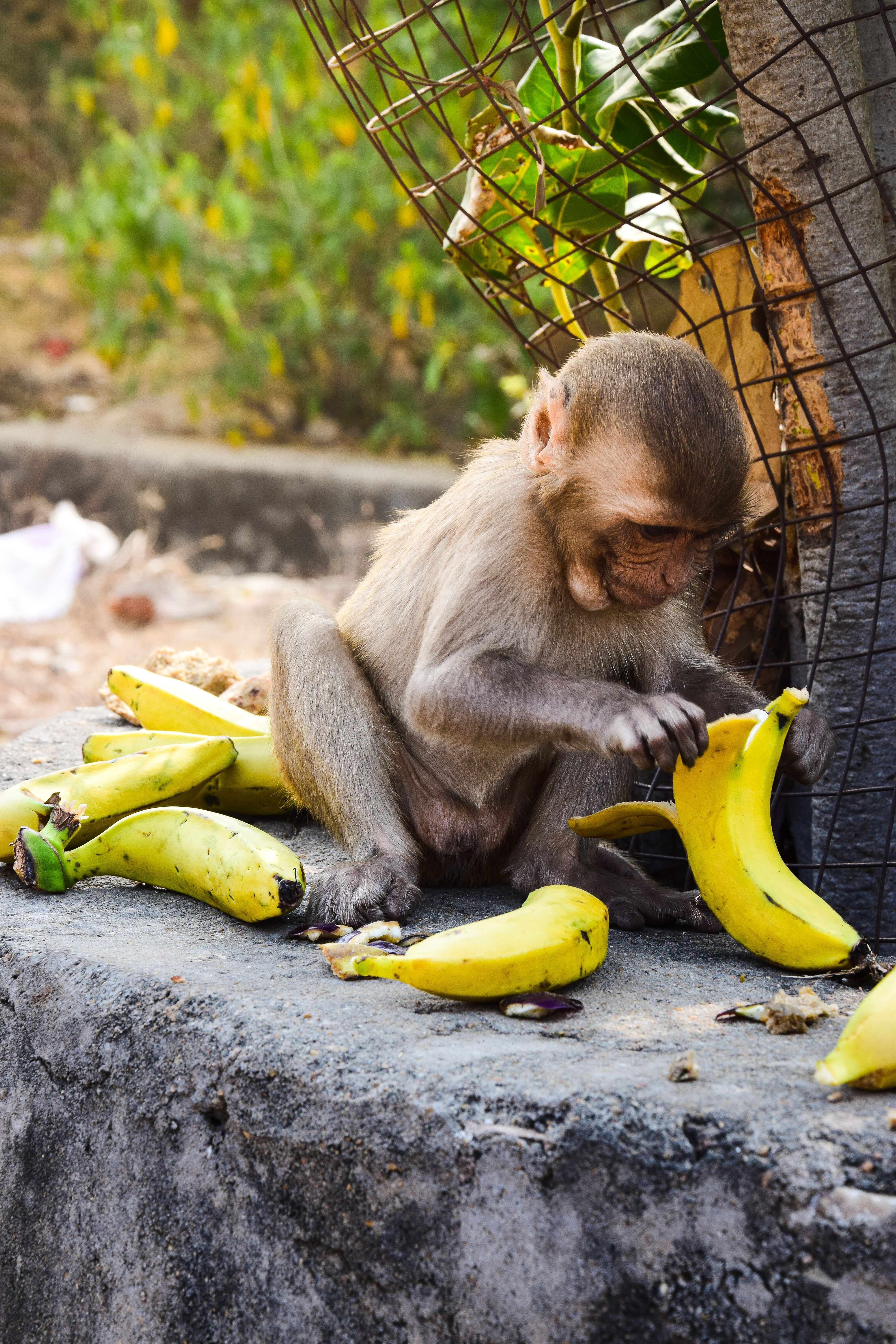 Monkey Sitting with Bananas · Free Stock Photo