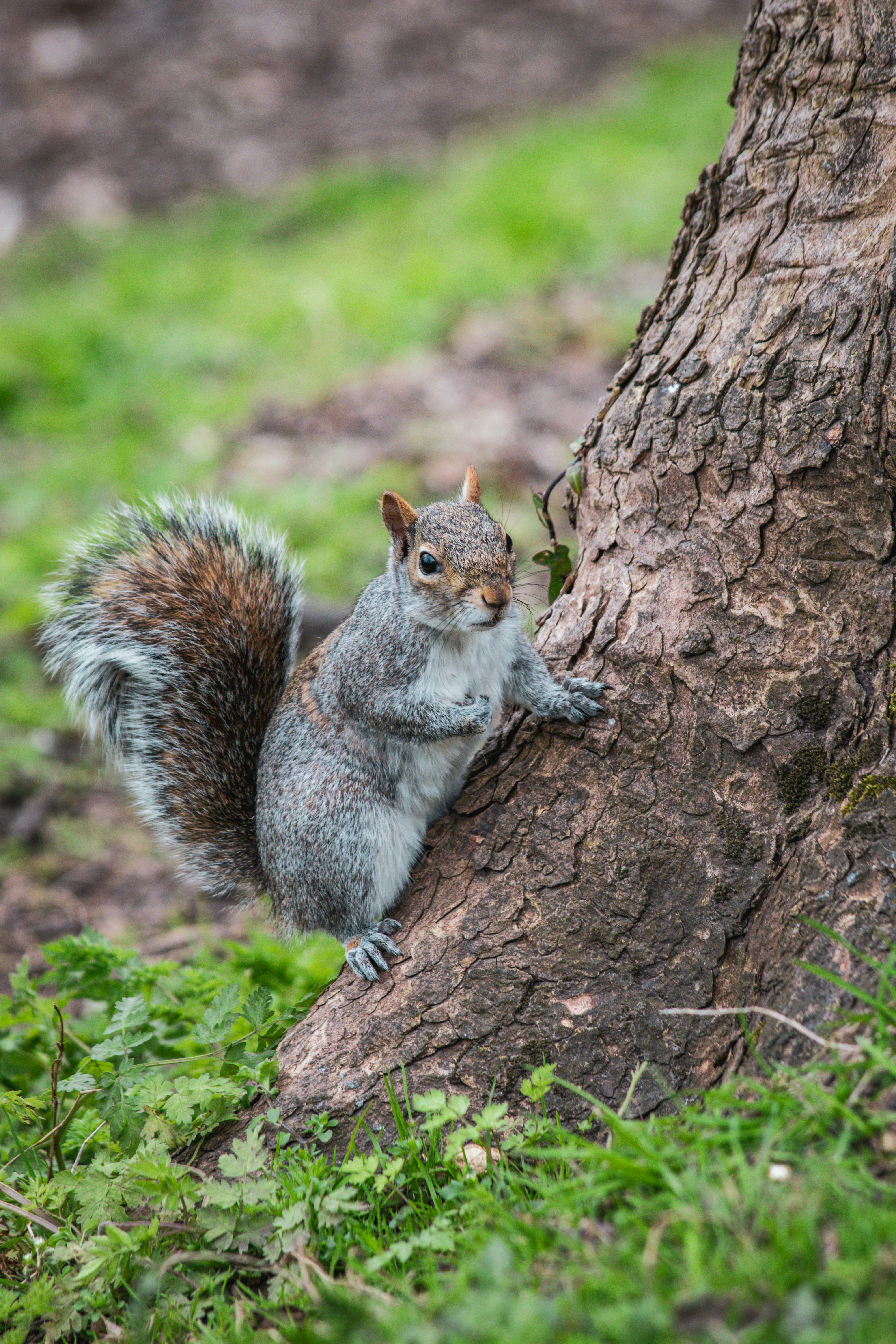 A Little Squirrel in the Forest · Free Stock Photo
