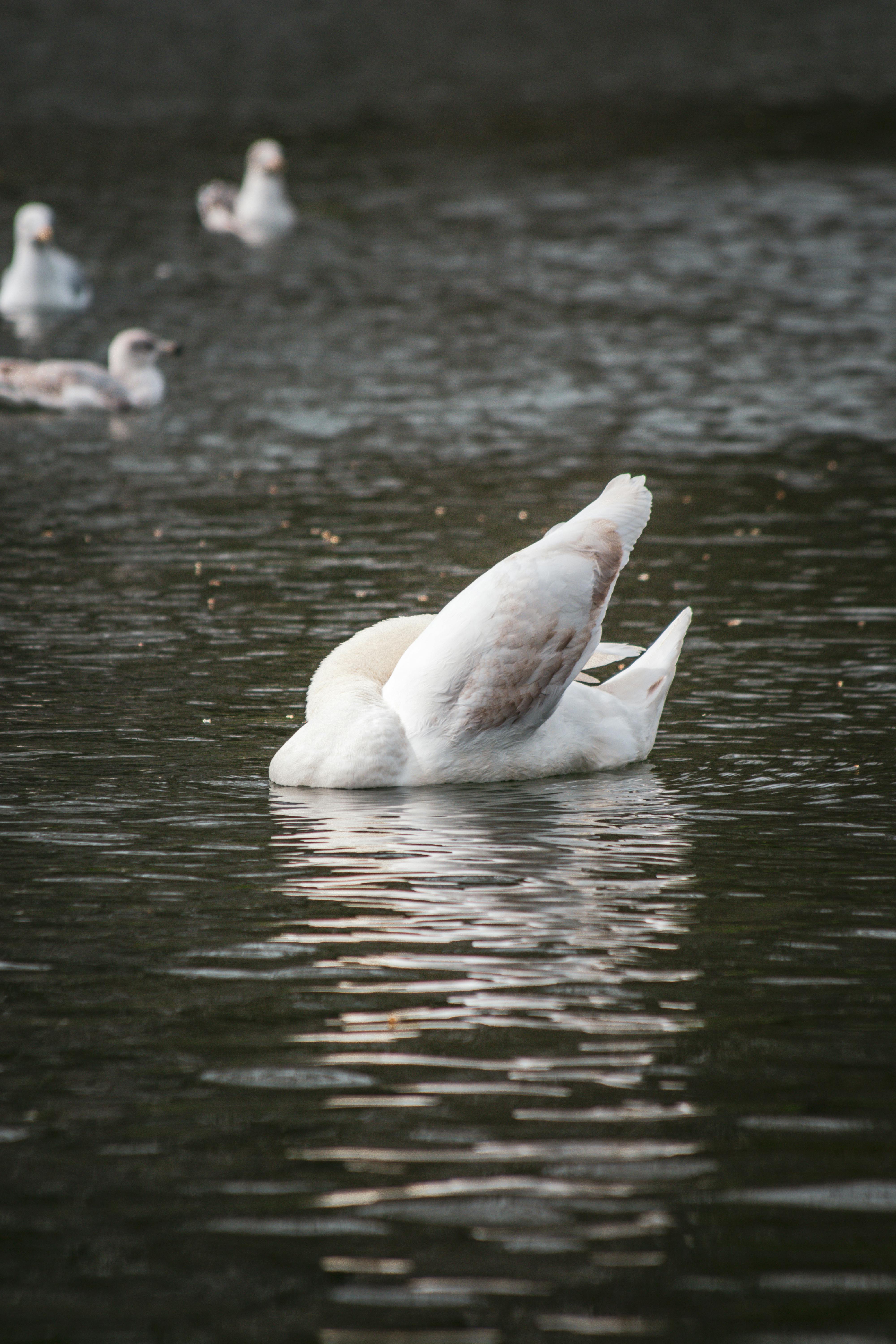 Swan Diving in a Lake · Free Stock Photo