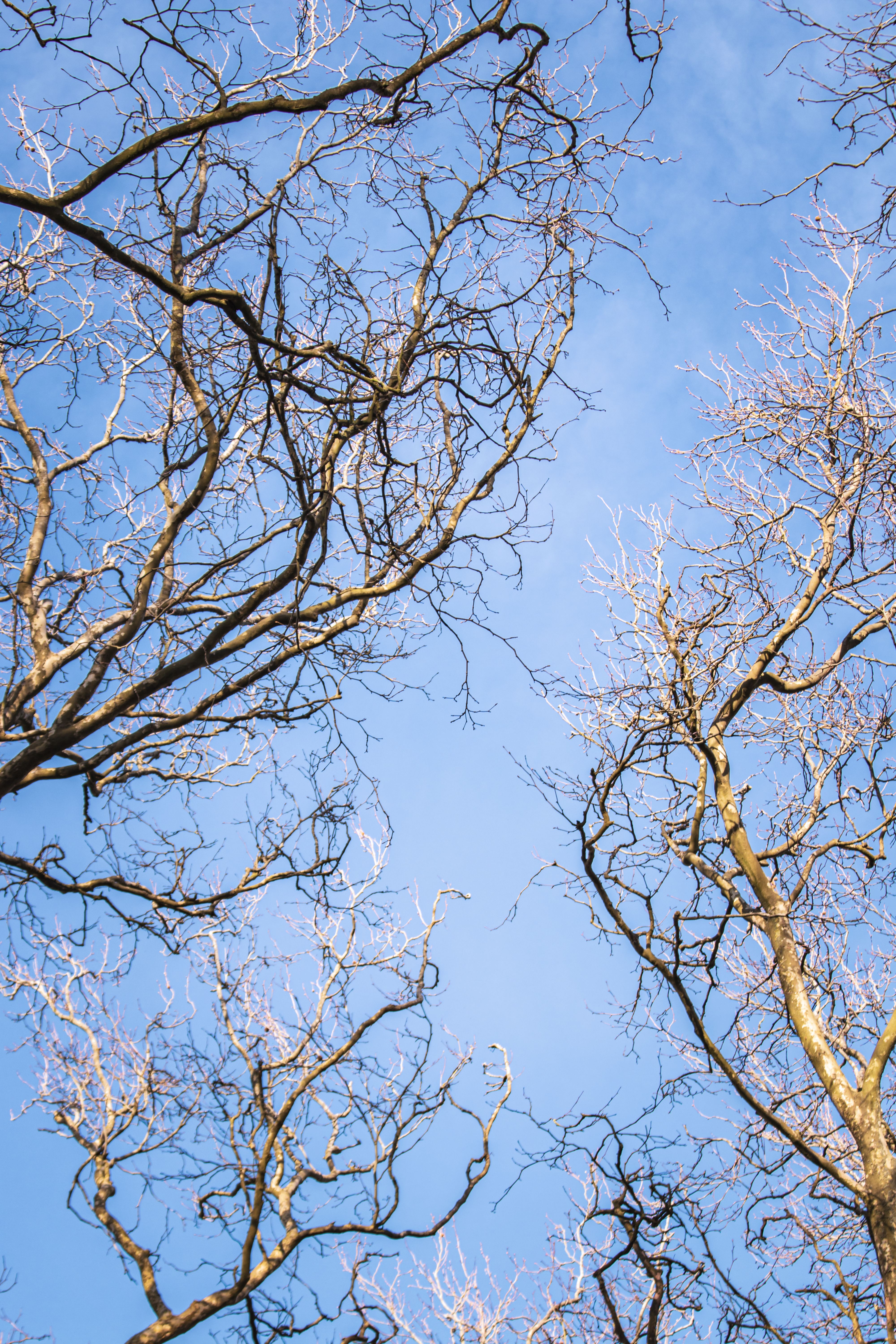 View of the Treetop · Free Stock Photo