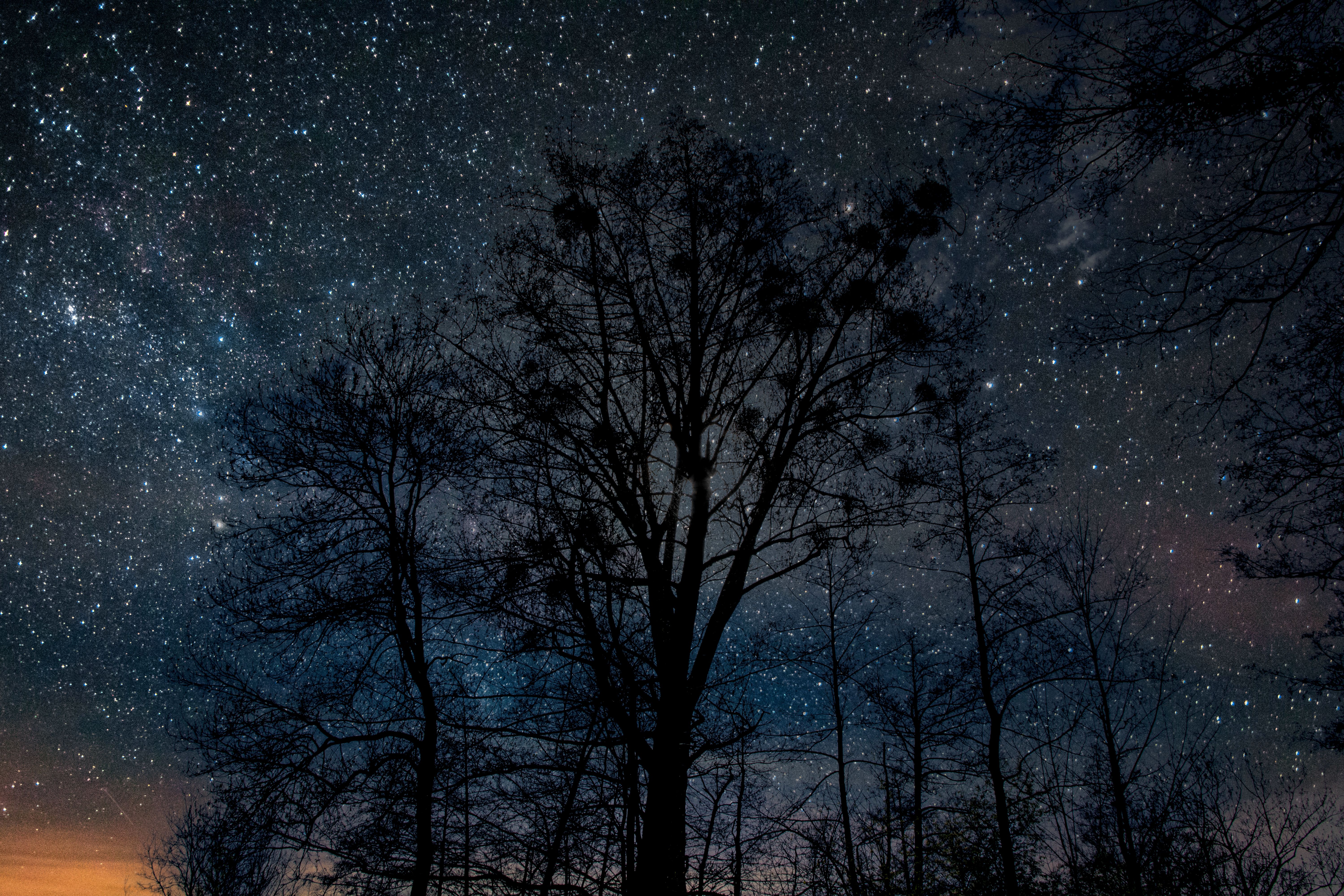 Stars on Night Sky over Bare Trees · Free Stock Photo
