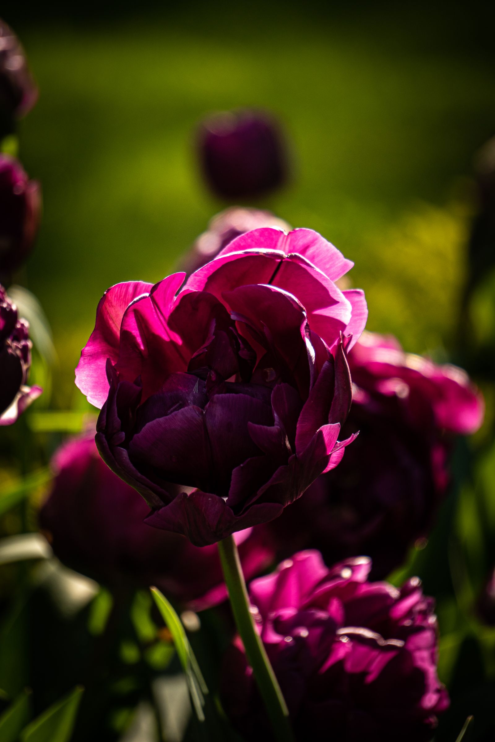 Violet Tulips Photos, Download The BEST Free Violet Tulips Stock Photos ...