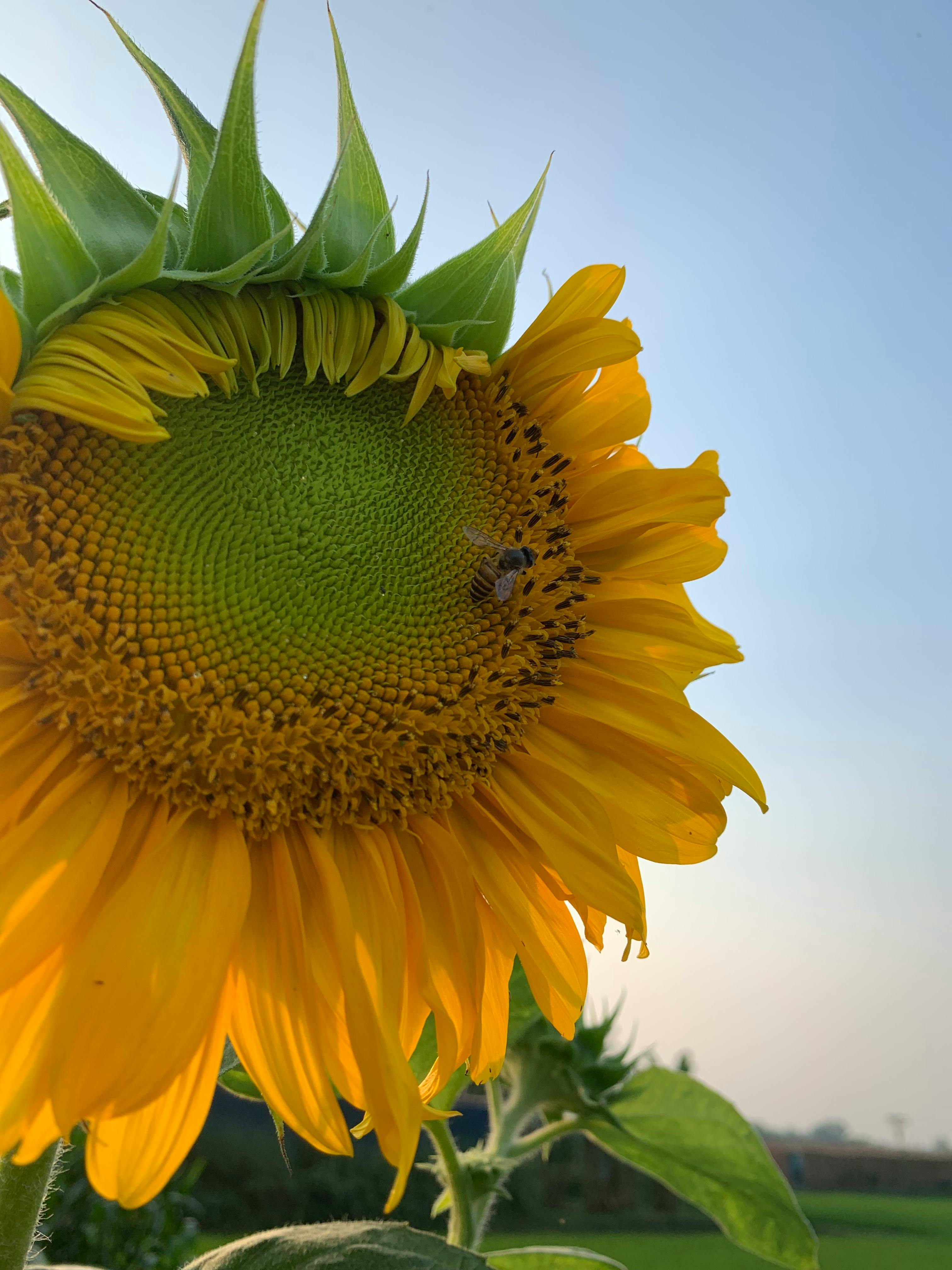 Sunflower · Free Stock Photo
