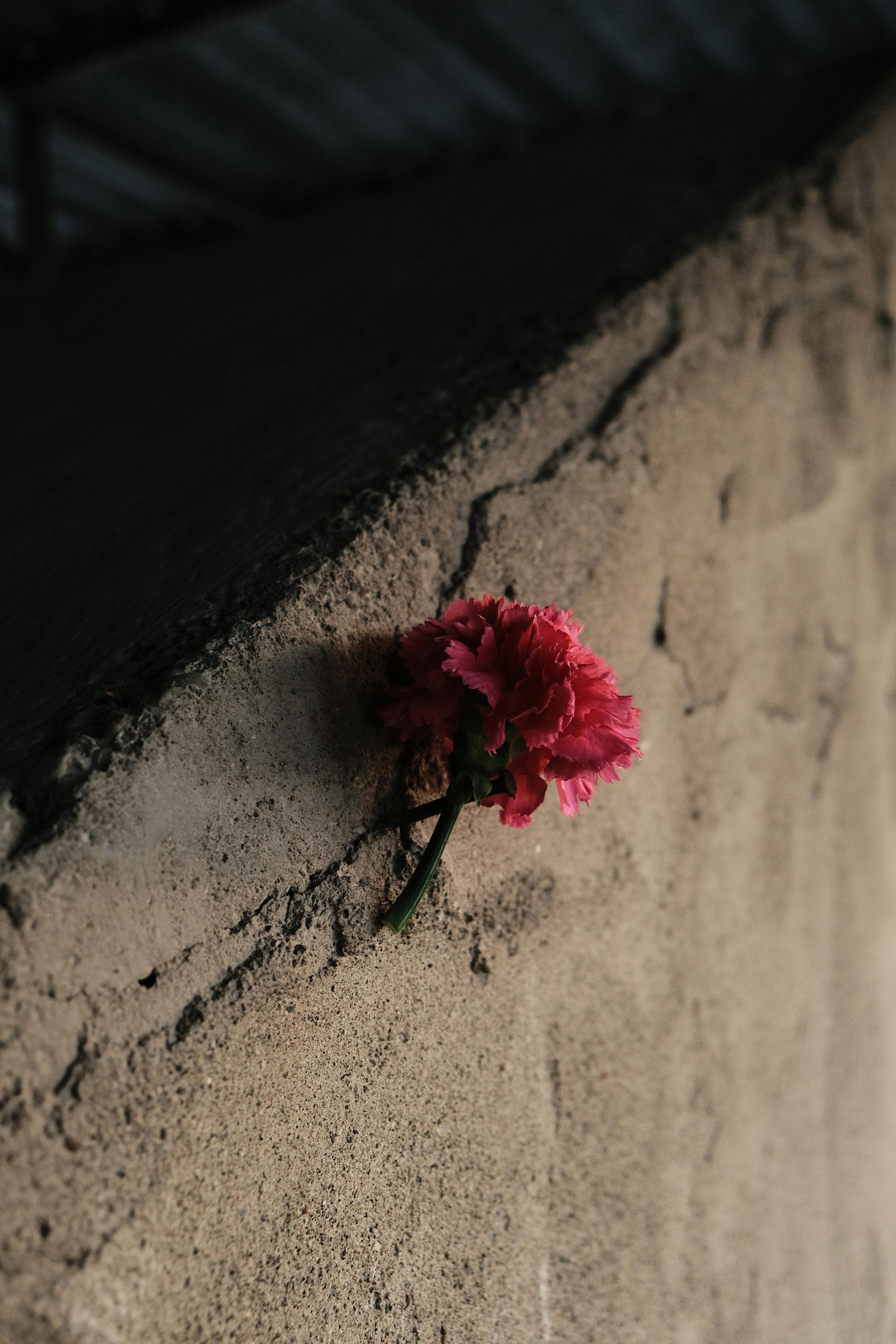Flower Hanging on Wall · Free Stock Photo