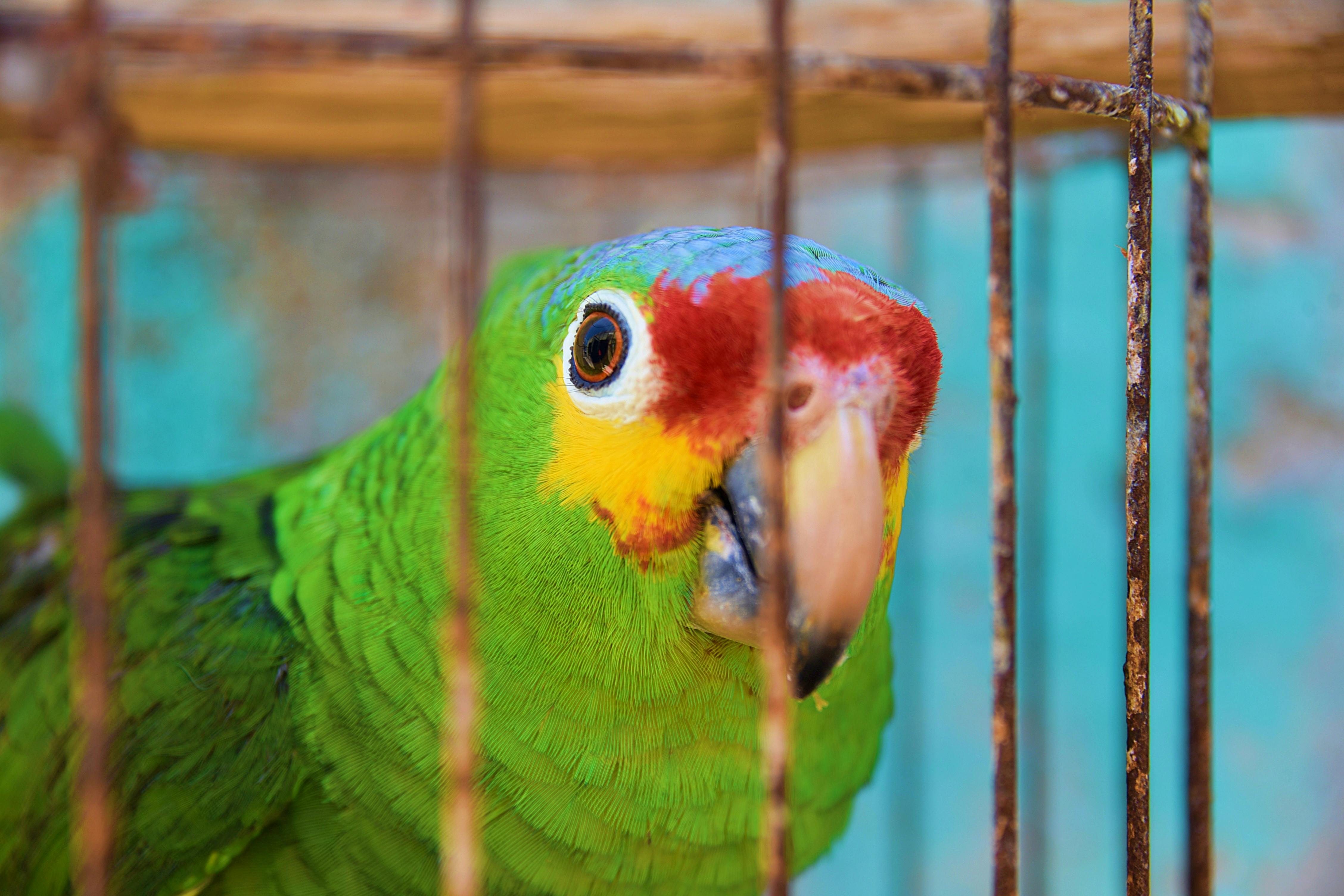 Perico enjaulado (BIRD) · Free Stock Photo