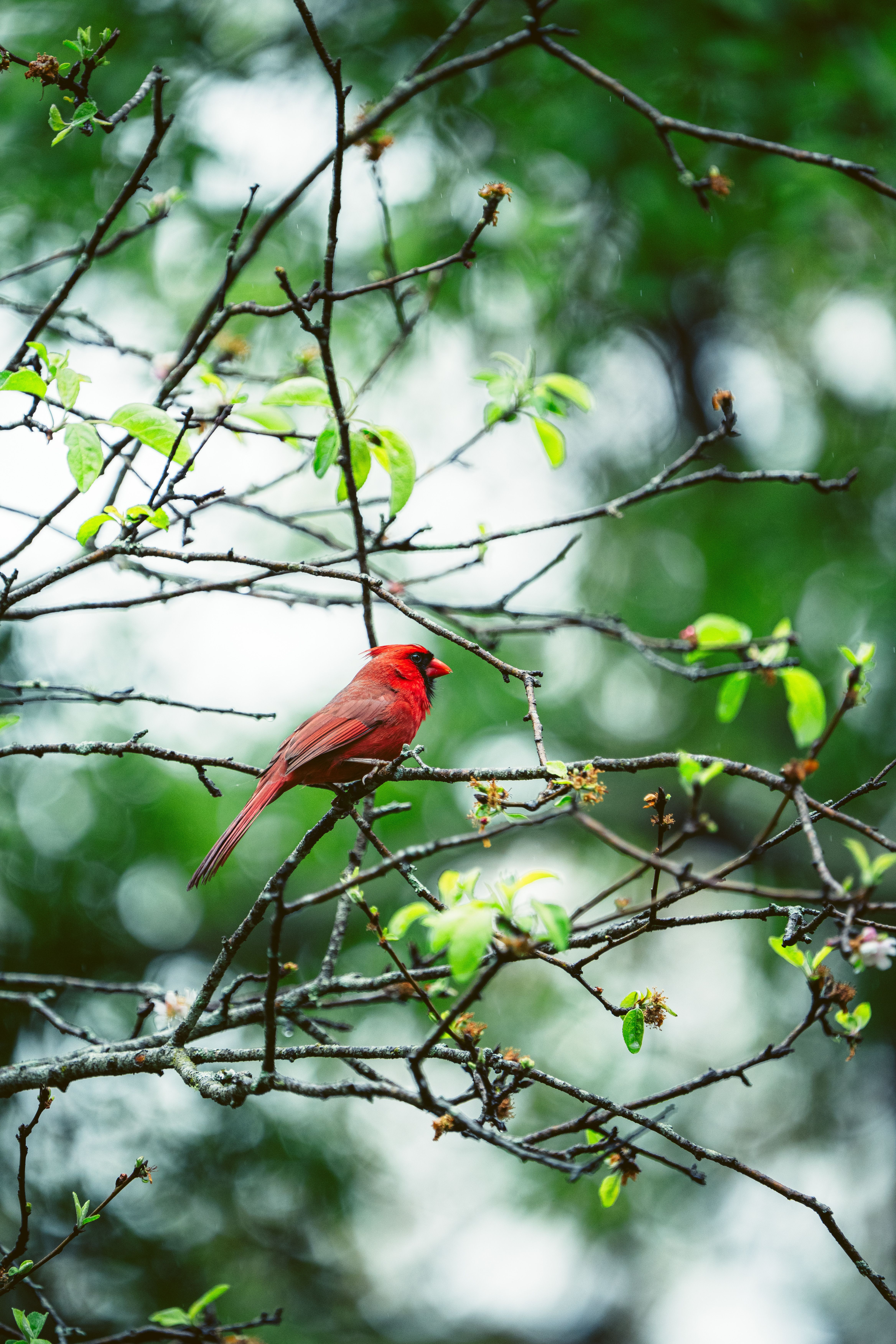 Songbird in Nature · Free Stock Photo