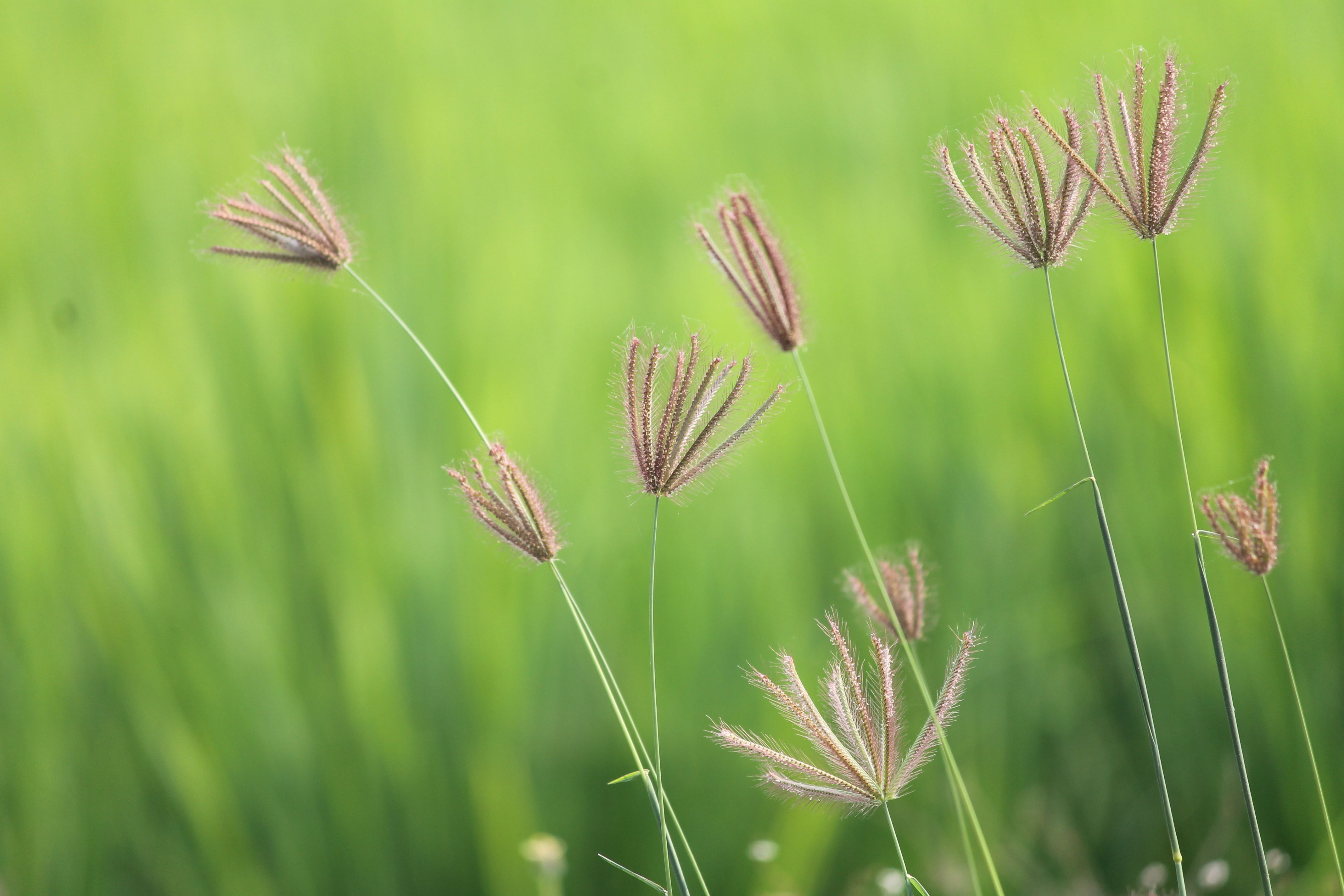 Feather Fingergrass in Close-up View · Free Stock Photo