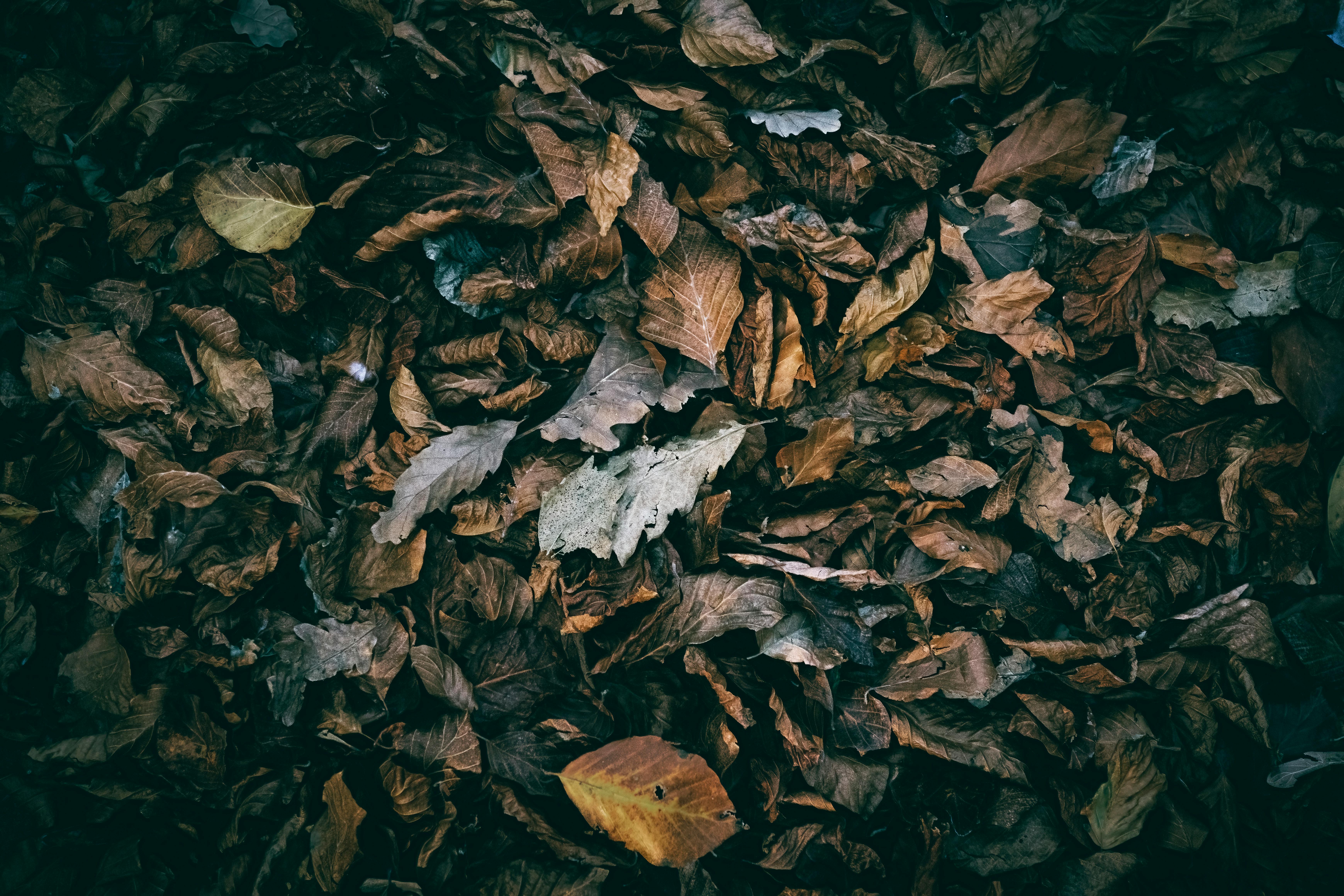 Autumn Leaves on Ground · Free Stock Photo