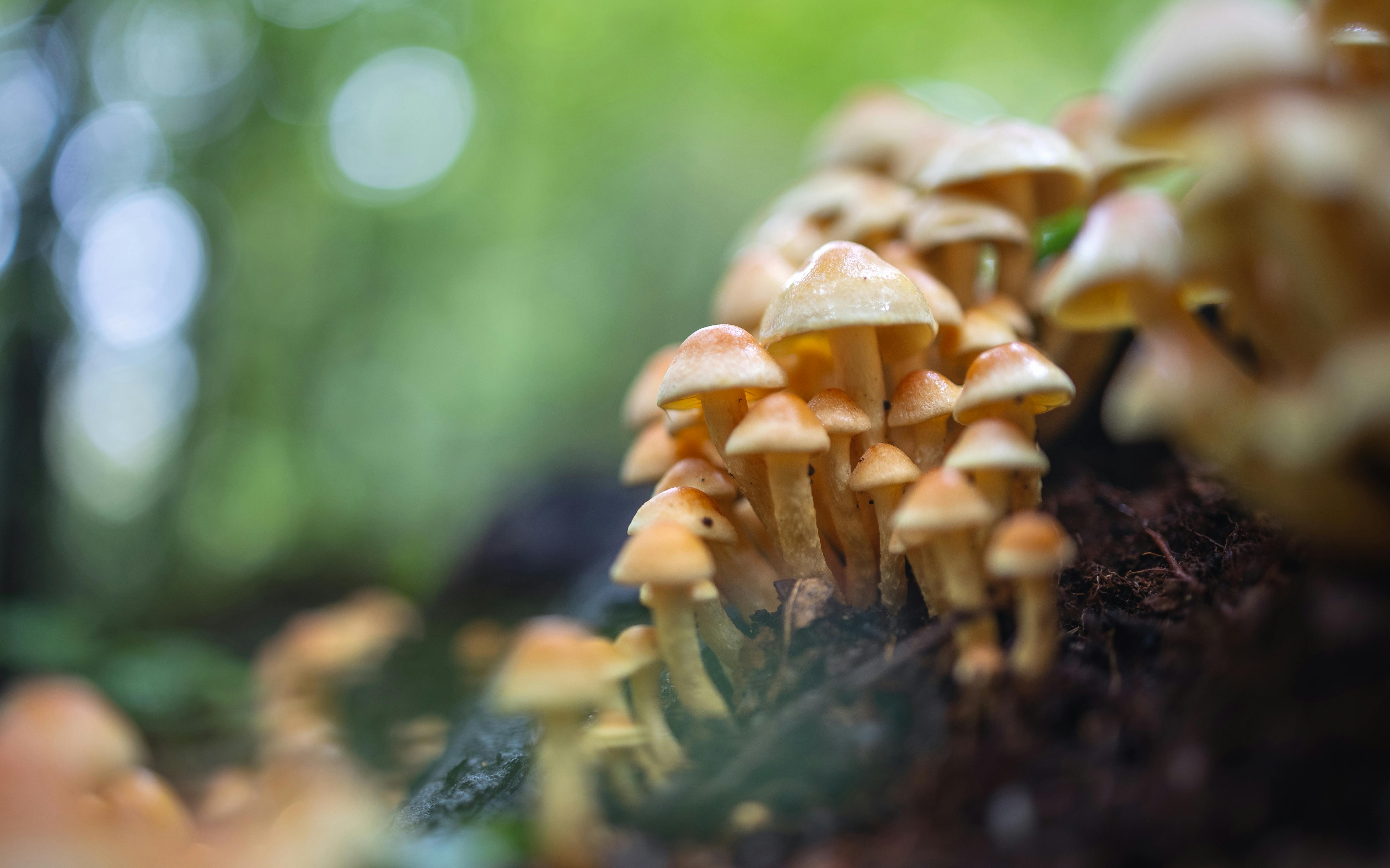 Spores Growing Photos, Download The BEST Free Spores Growing Stock ...