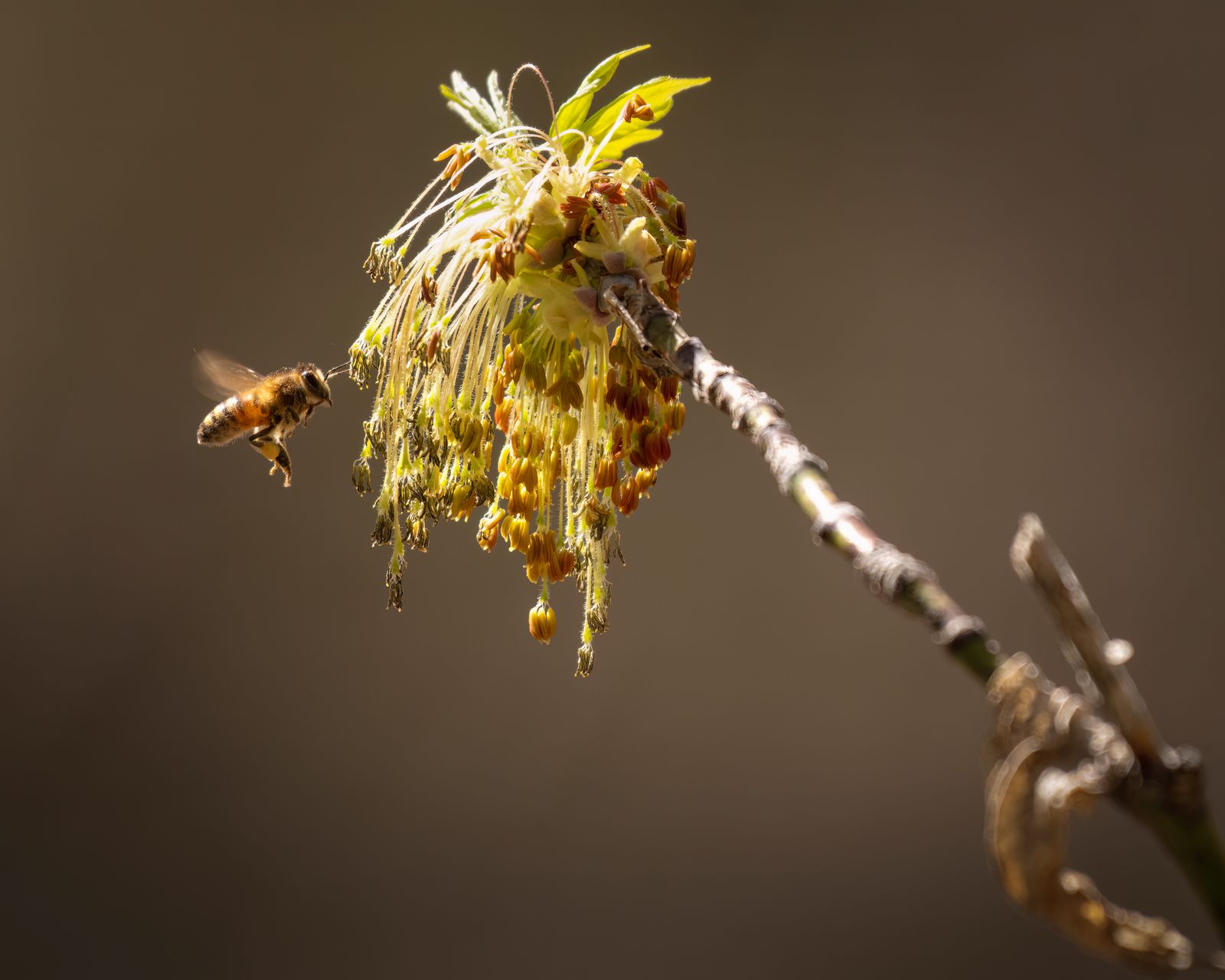Honey Bee Background Photos, Download The BEST Free Honey Bee ...