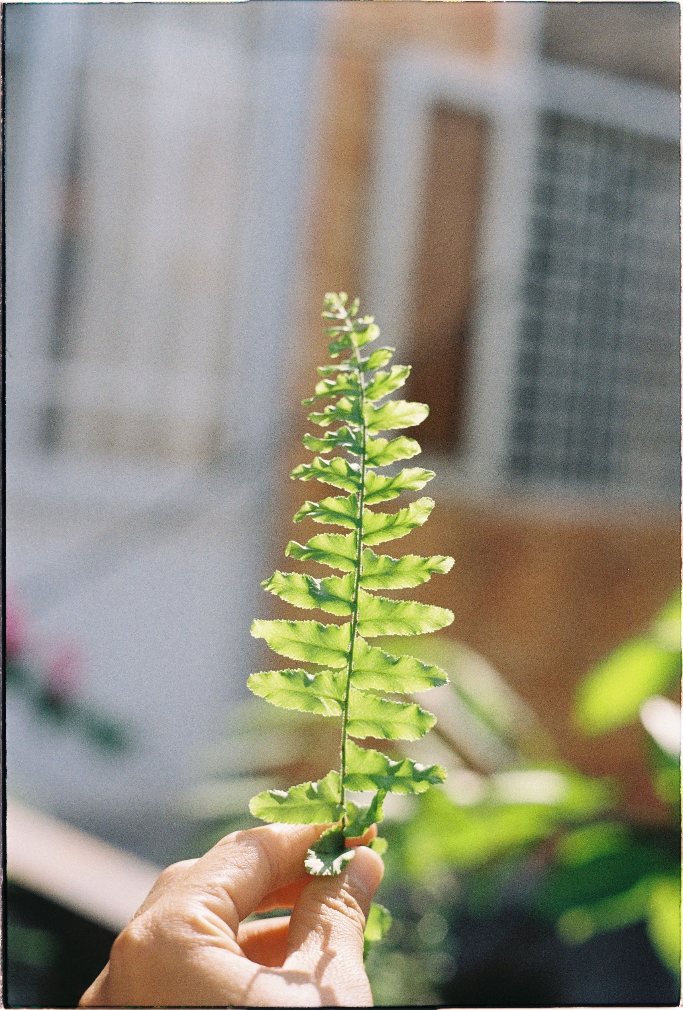 Hand Holding Branch with Leaves · Free Stock Photo
