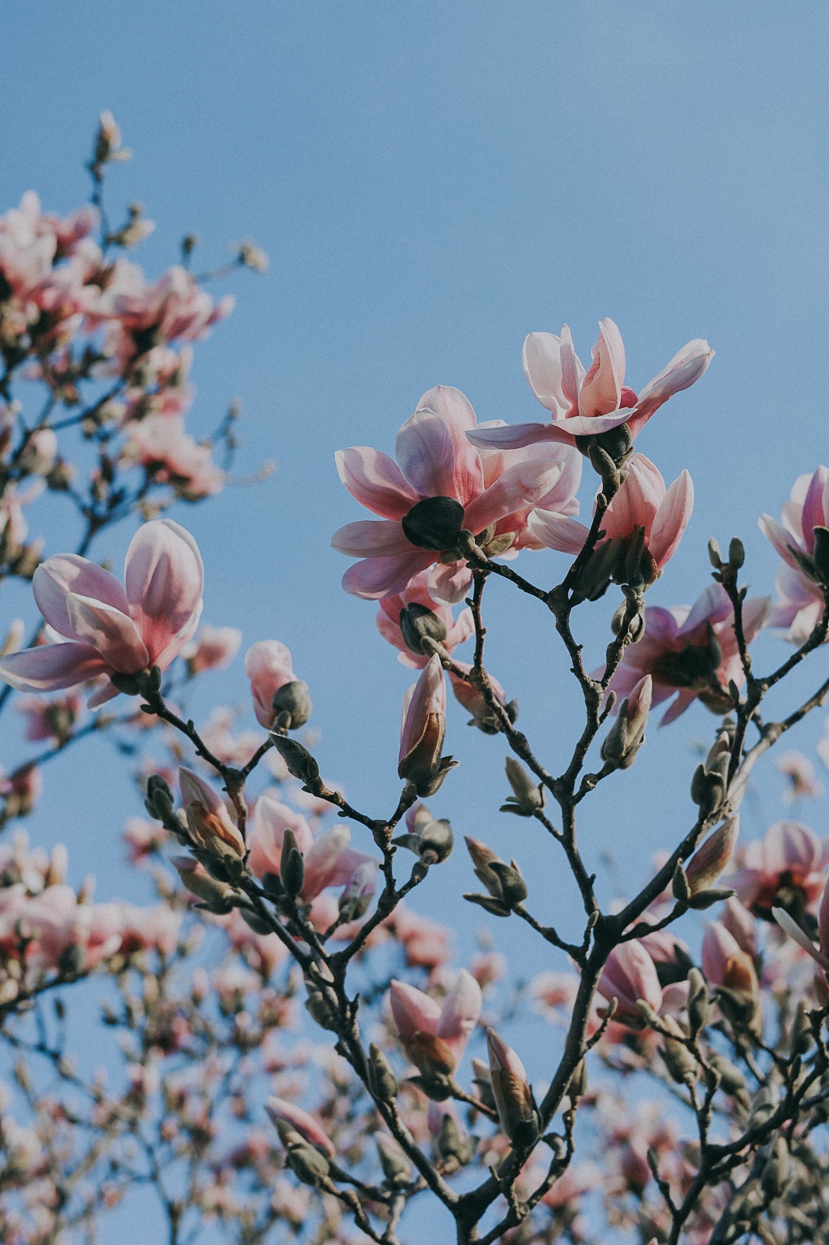 Big Buds Photos, Download The BEST Free Big Buds Stock Photos & HD Images