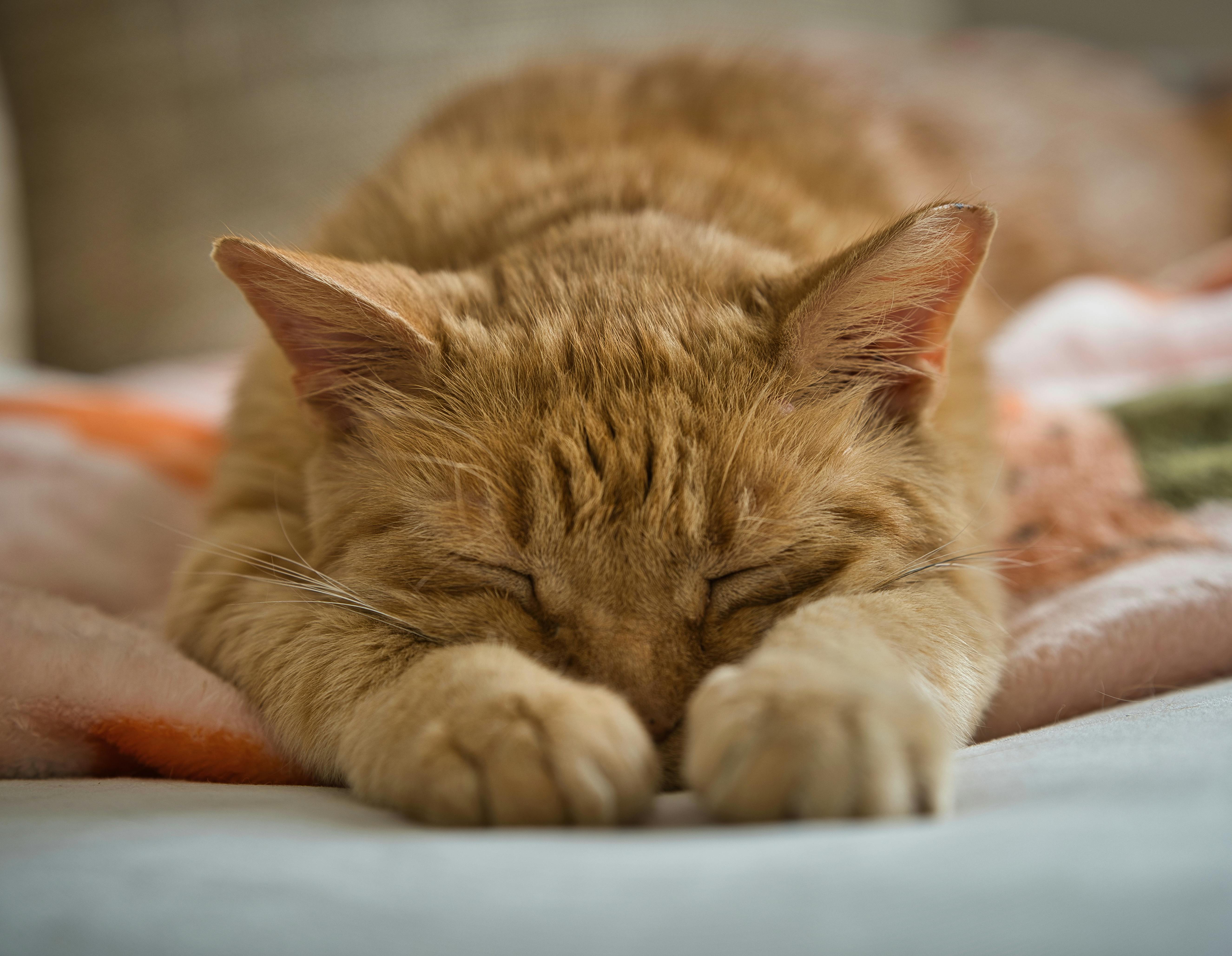 Cat Wallpaper 4k Photos, Download The BEST Free Cat Wallpaper 4k Stock ...