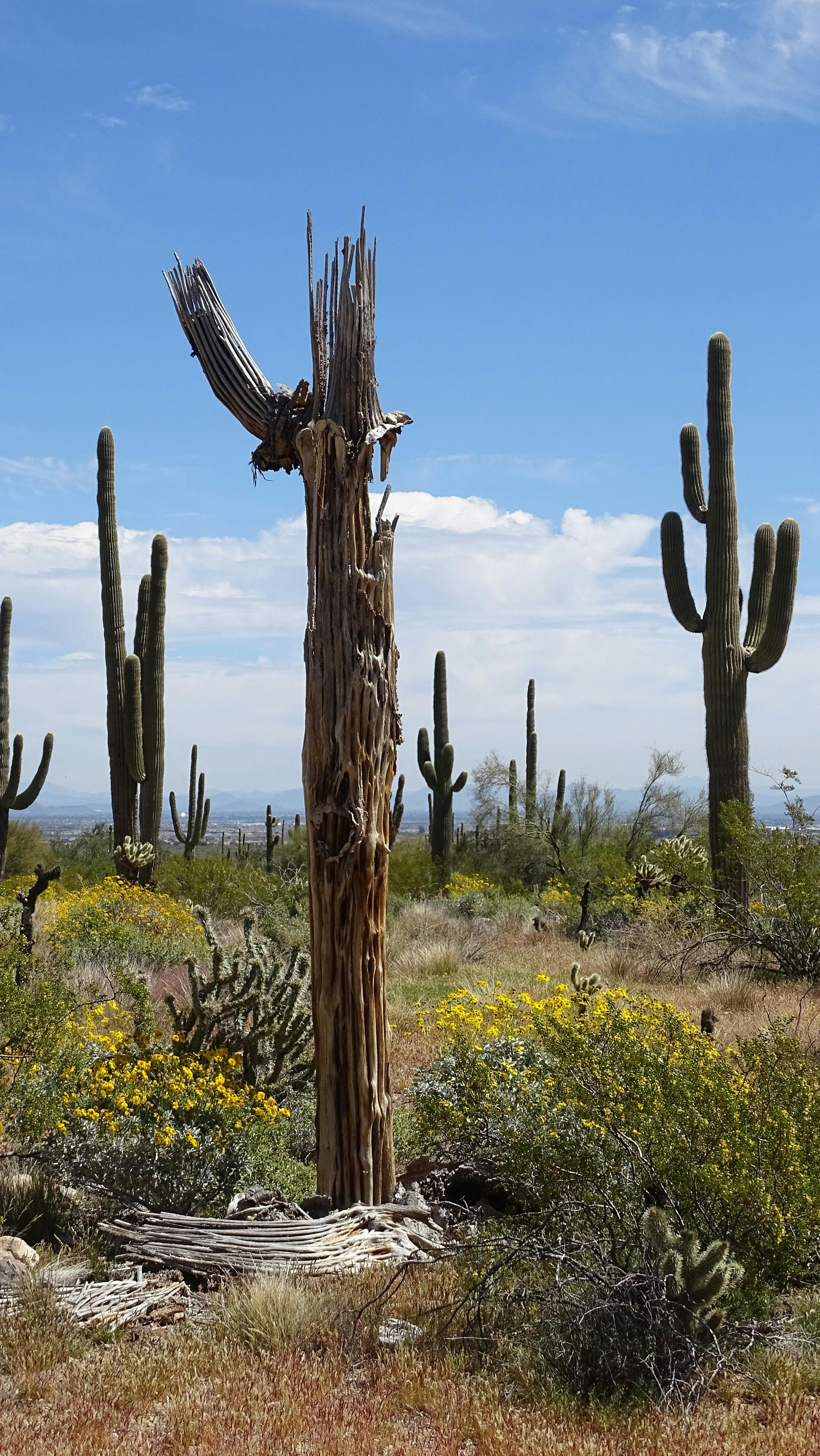 Saguaro Cactus and Cactus Skeleton · Free Stock Photo