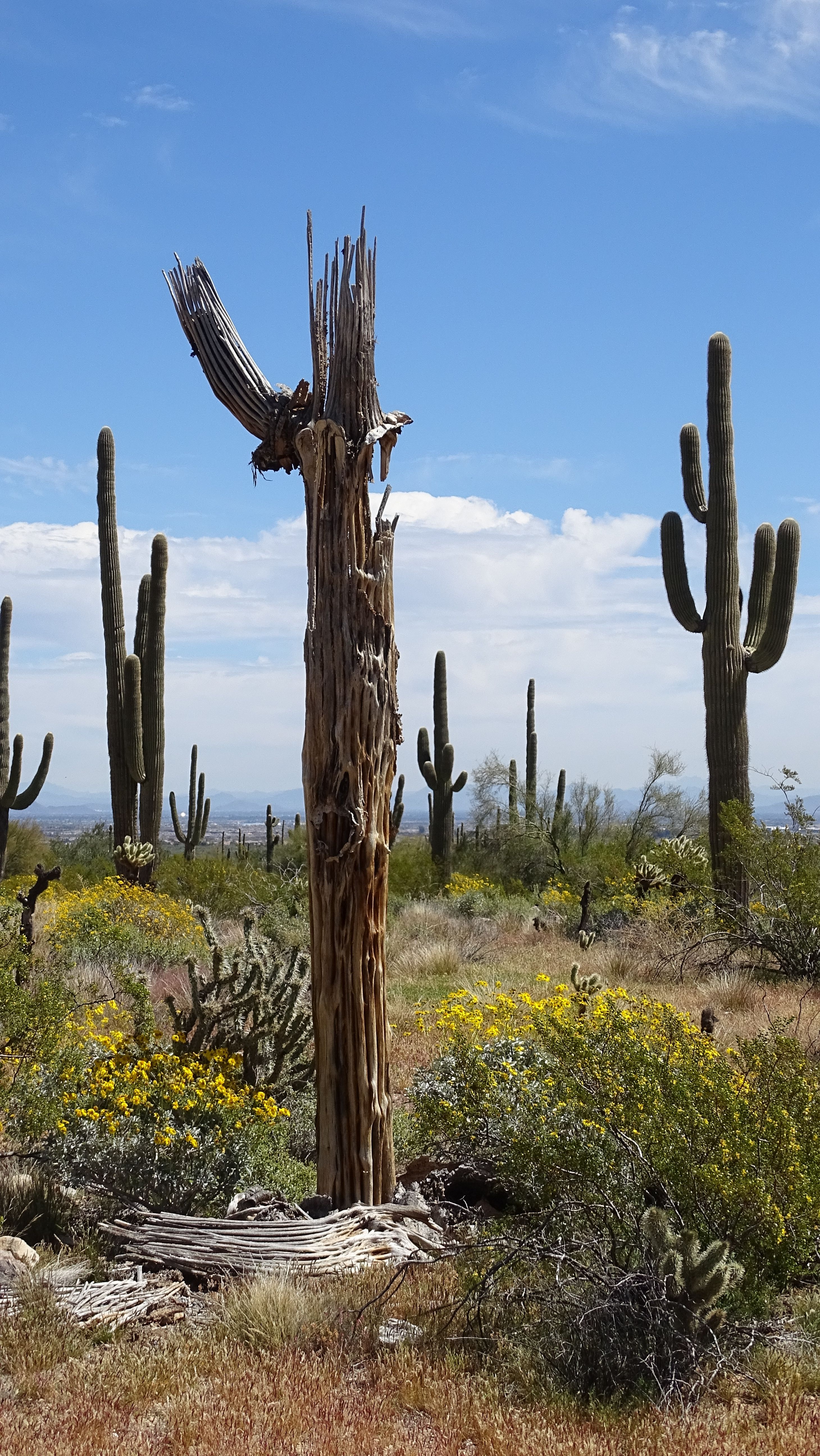 Withered Saguaro Cactus in the Arizona Desert · Free Stock Photo