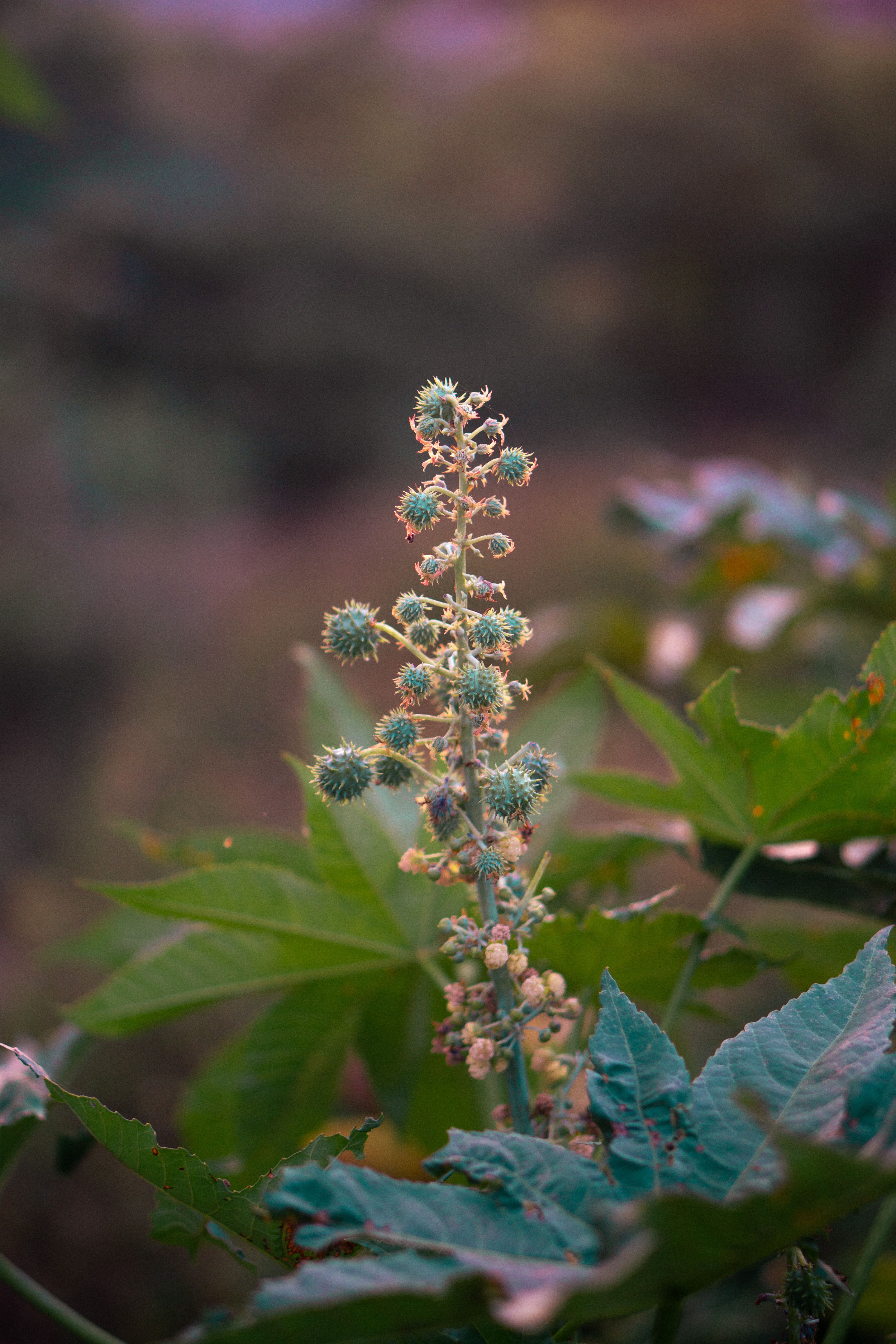 A Castor Bean Plant · Free Stock Photo