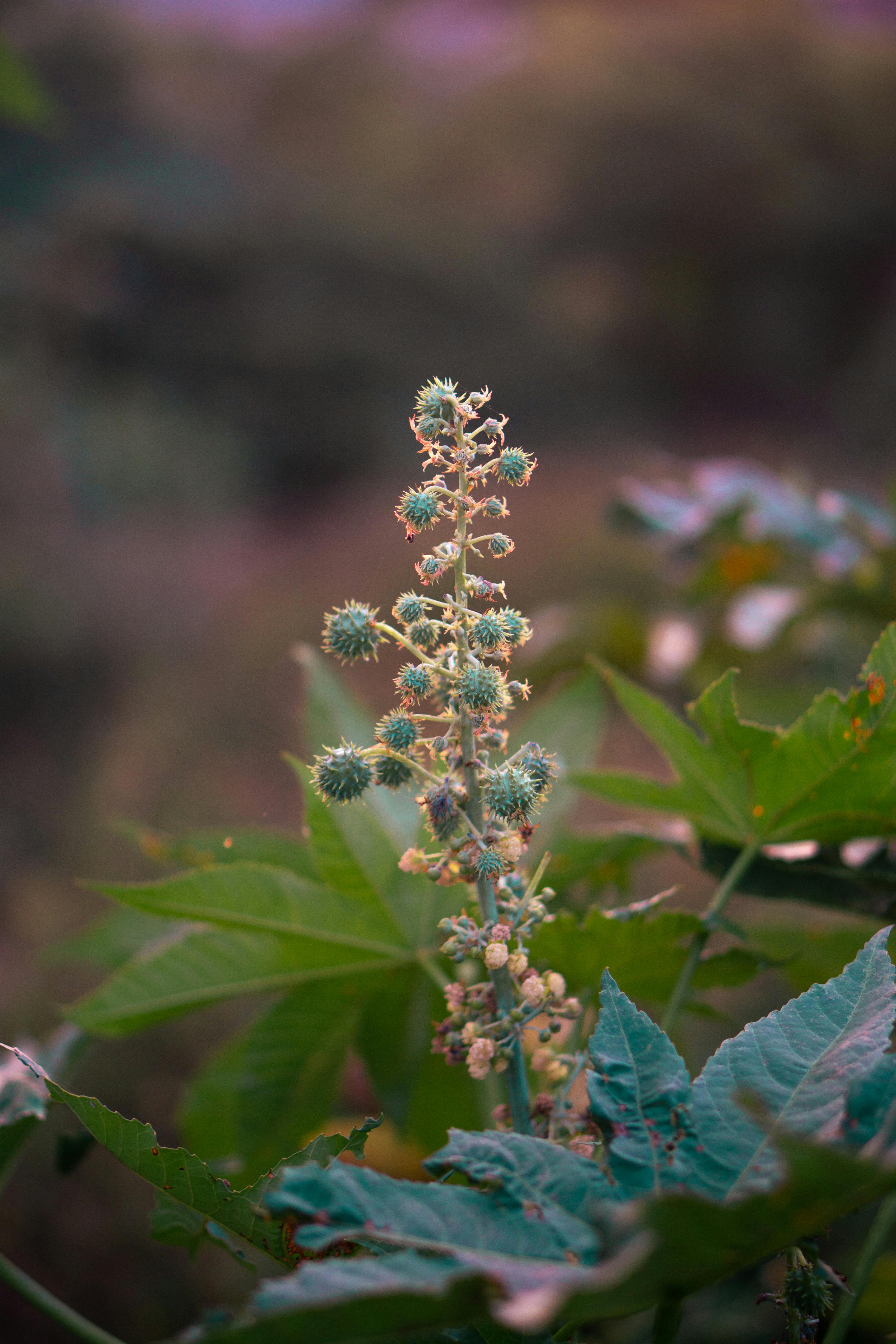 Castor Photos, Download The BEST Free Castor Stock Photos & HD Images