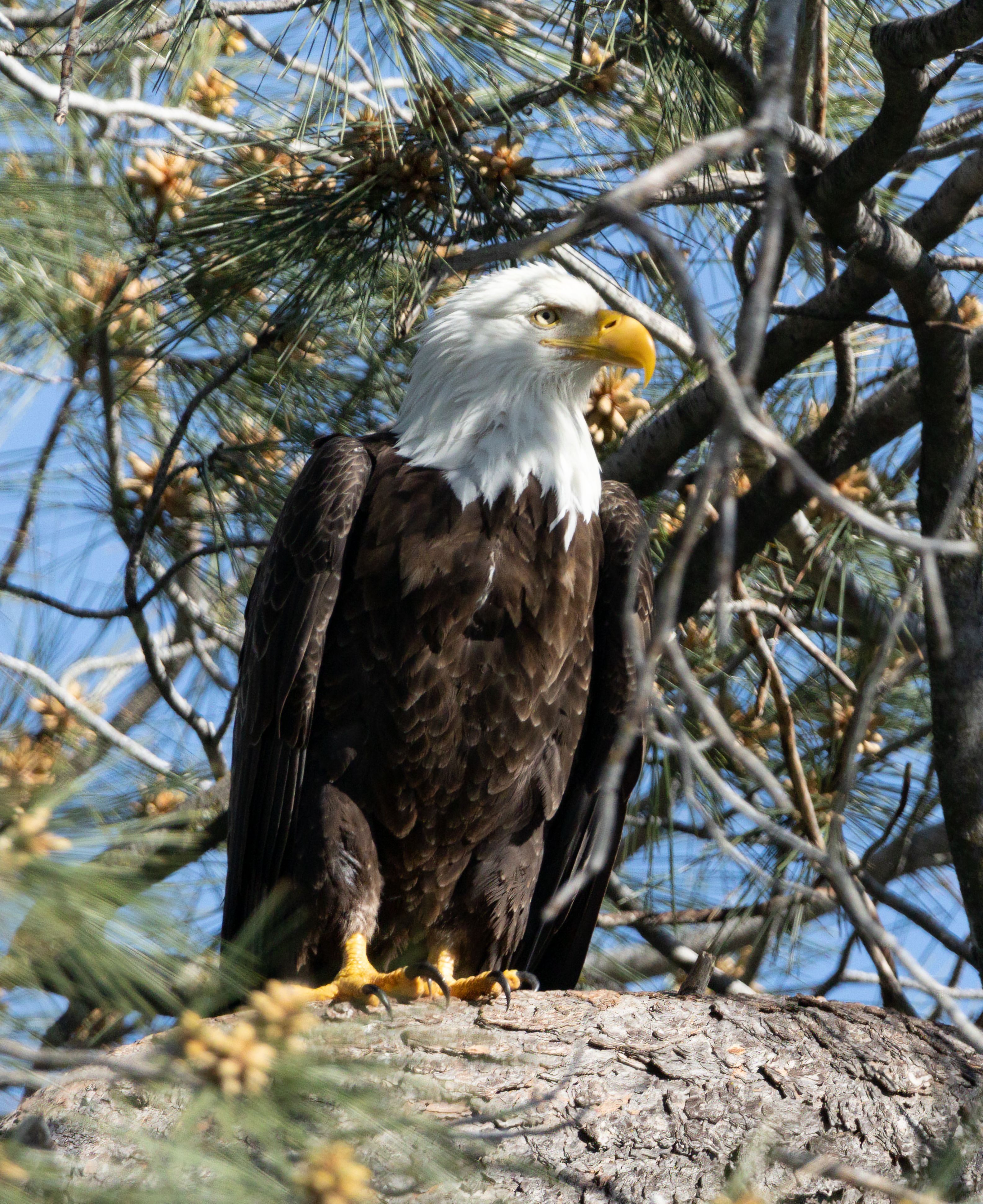 Close up of Eagle Head · Free Stock Photo
